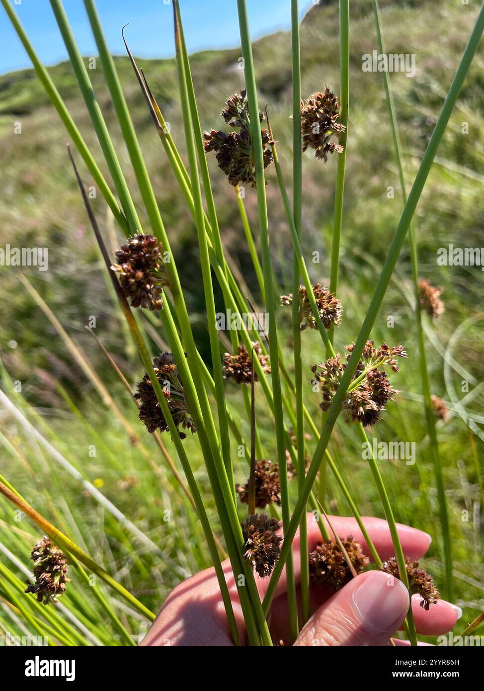 Soft Rush (Juncus effusus Stock Photo - Alamy
