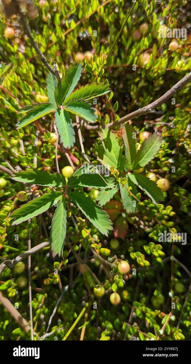 marsh cinquefoil (Comarum palustre Stock Photo - Alamy