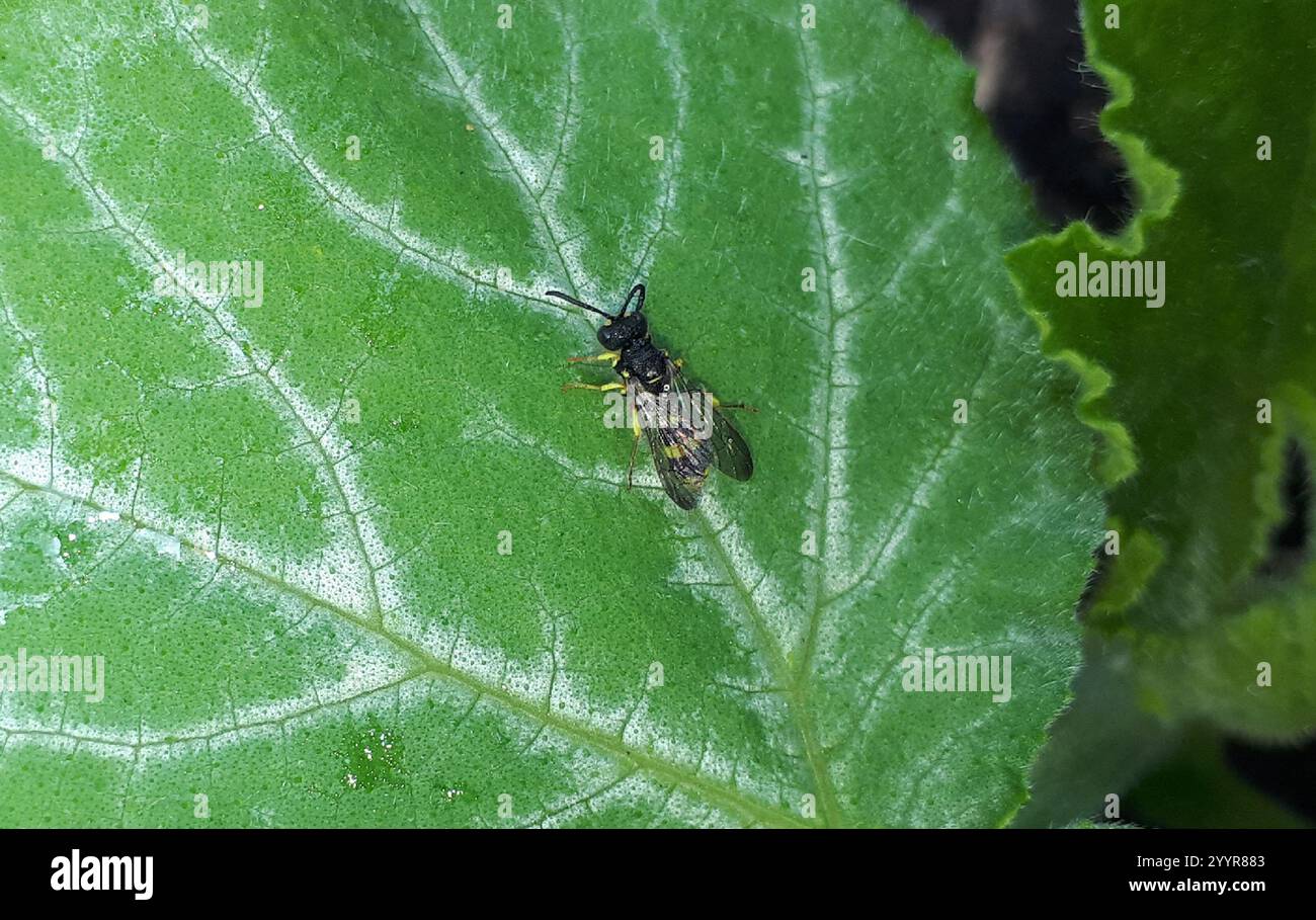 Ornate-tailed Digger Wasp (Cerceris rybyensis Stock Photo - Alamy