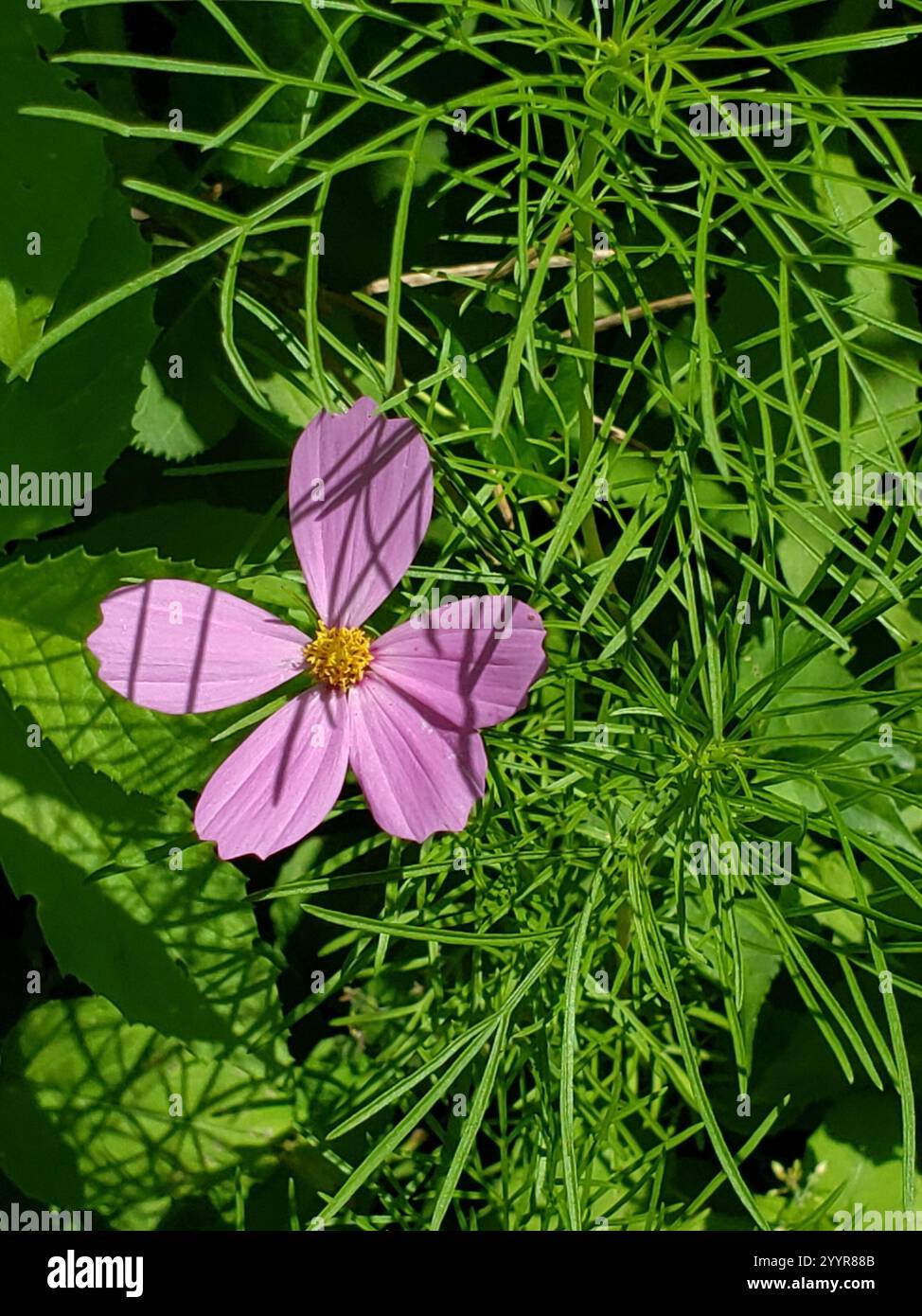 southwestern cosmos (Cosmos parviflorus Stock Photo - Alamy