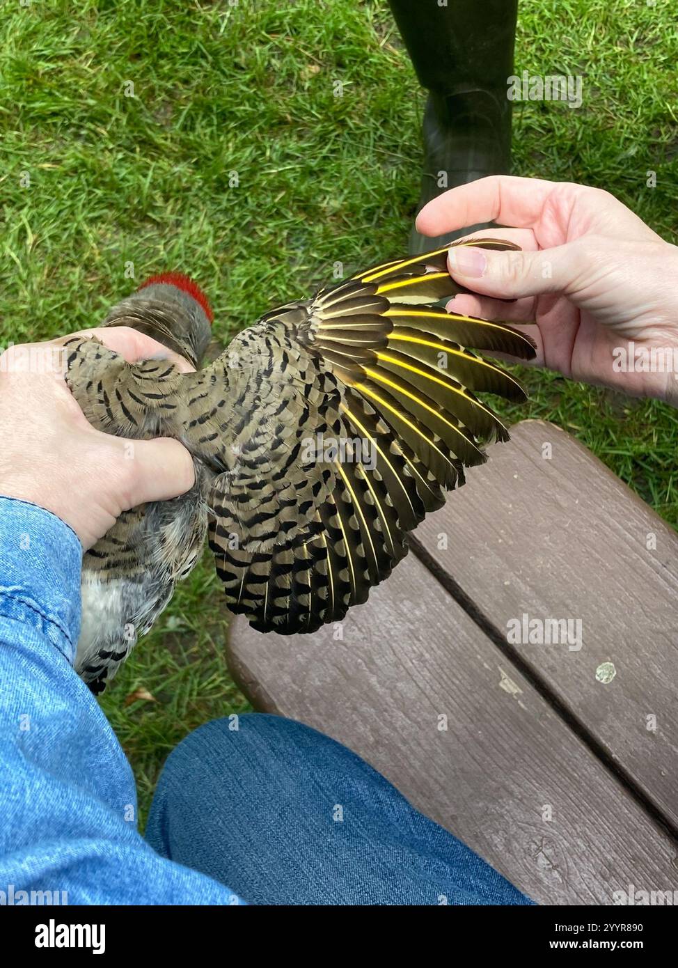 Northern Yellow-shafted Flicker (Colaptes auratus luteus Stock Photo ...