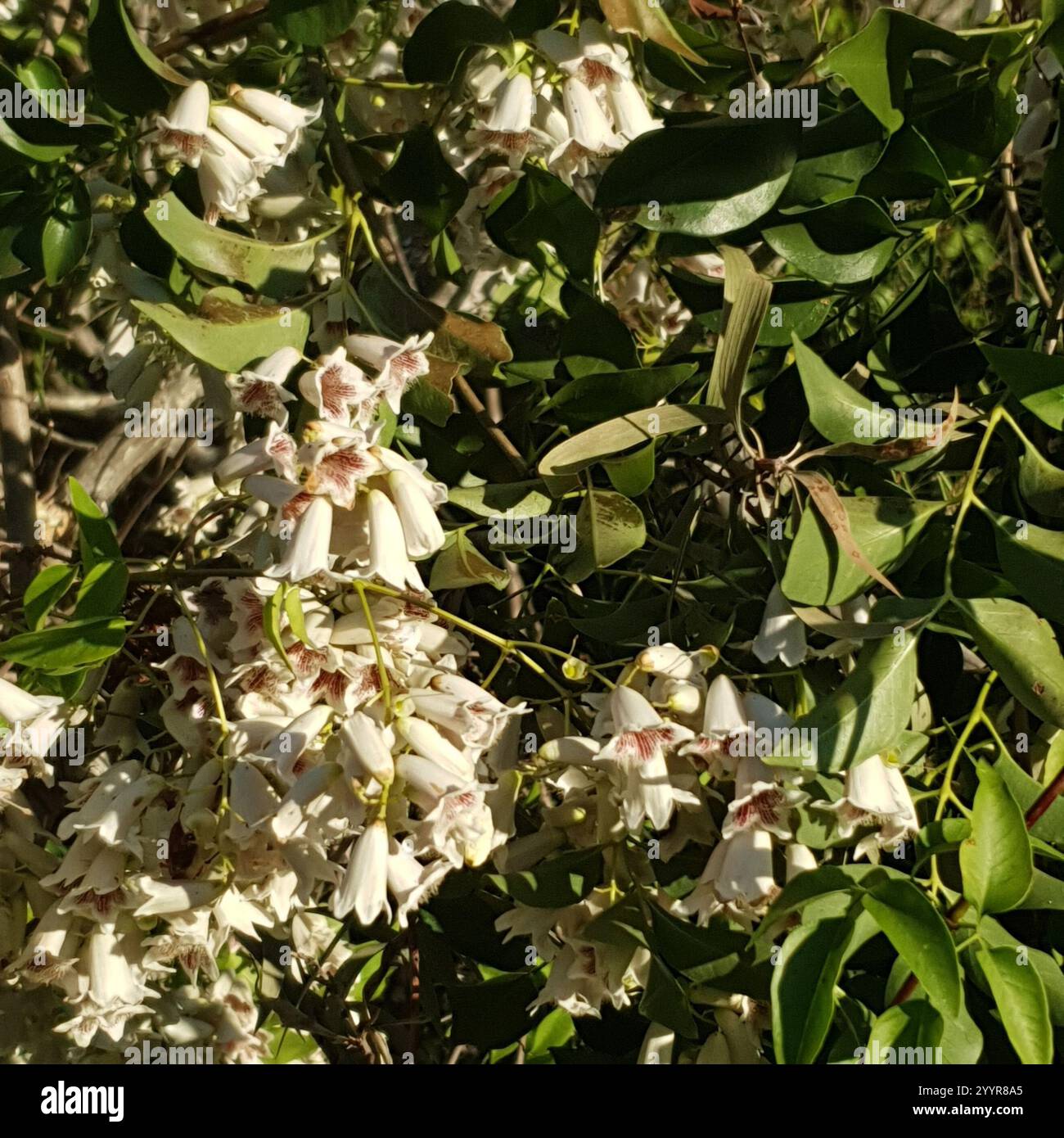 wonga vine (Pandorea pandorana Stock Photo - Alamy