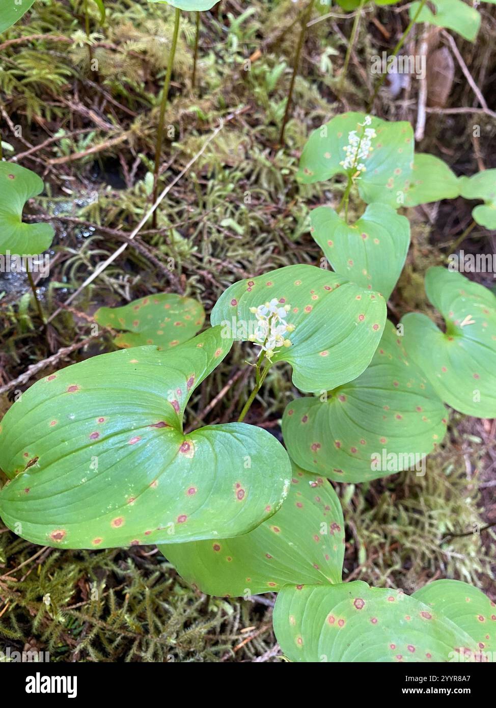 Western Lily of the Valley (Maianthemum dilatatum Stock Photo - Alamy