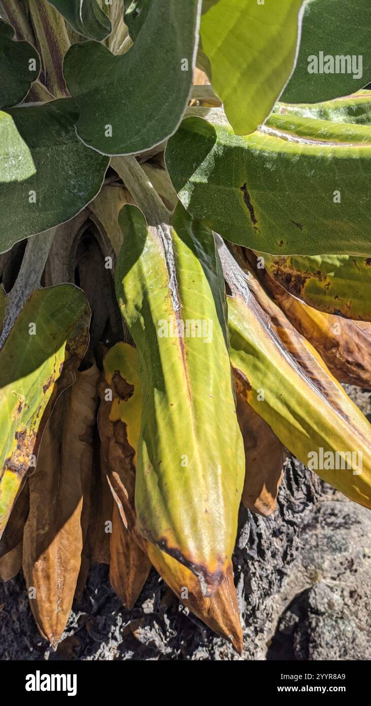 Giant Groundsel (Dendrosenecio kilimanjari Stock Photo - Alamy