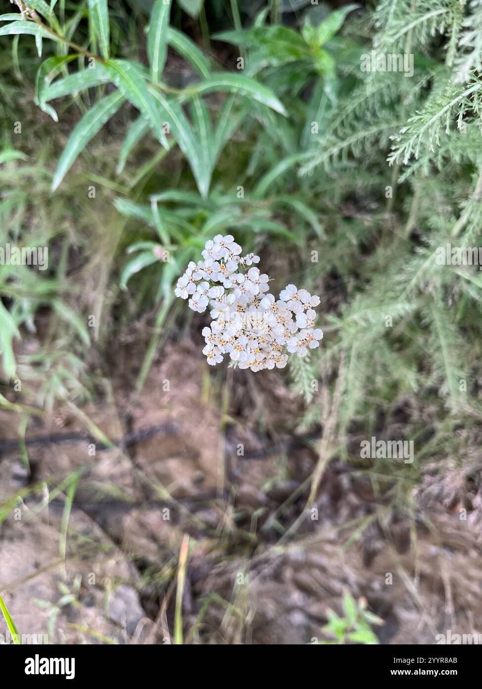 common yarrow (Achillea millefolium Stock Photo - Alamy