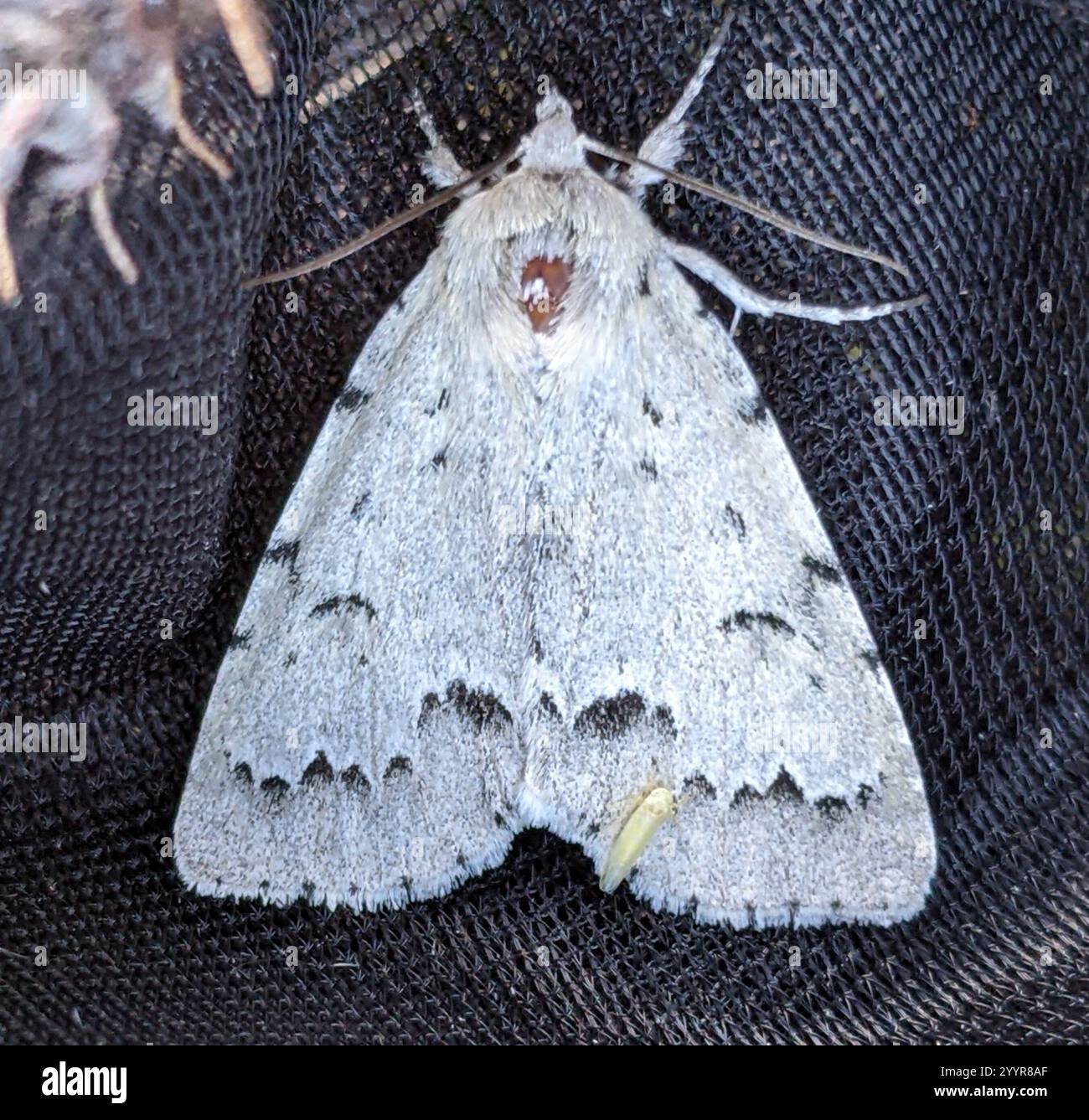 Unmarked Dagger (Acronicta innotata Stock Photo - Alamy
