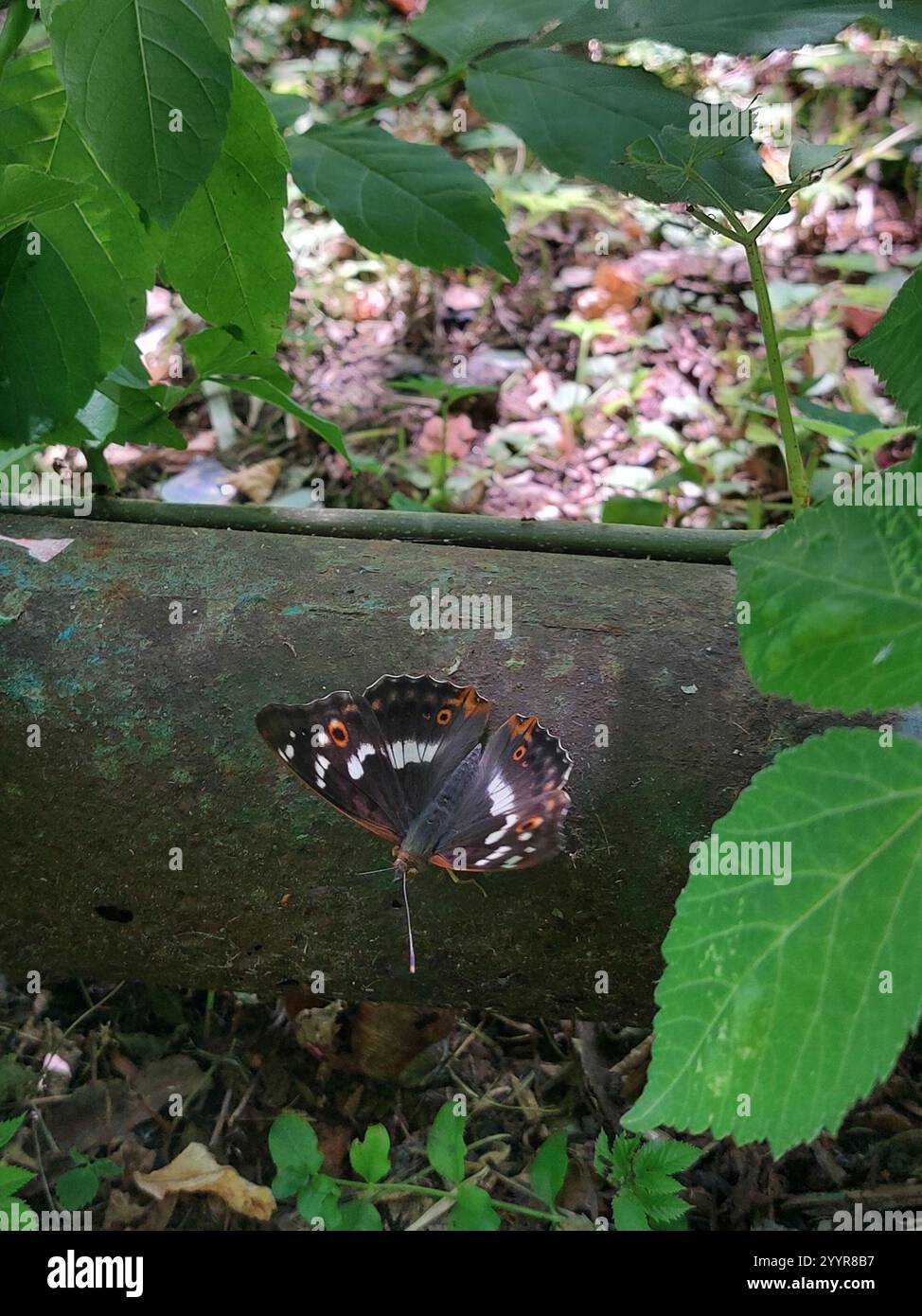 Lesser Purple Emperor (Apatura ilia Stock Photo - Alamy