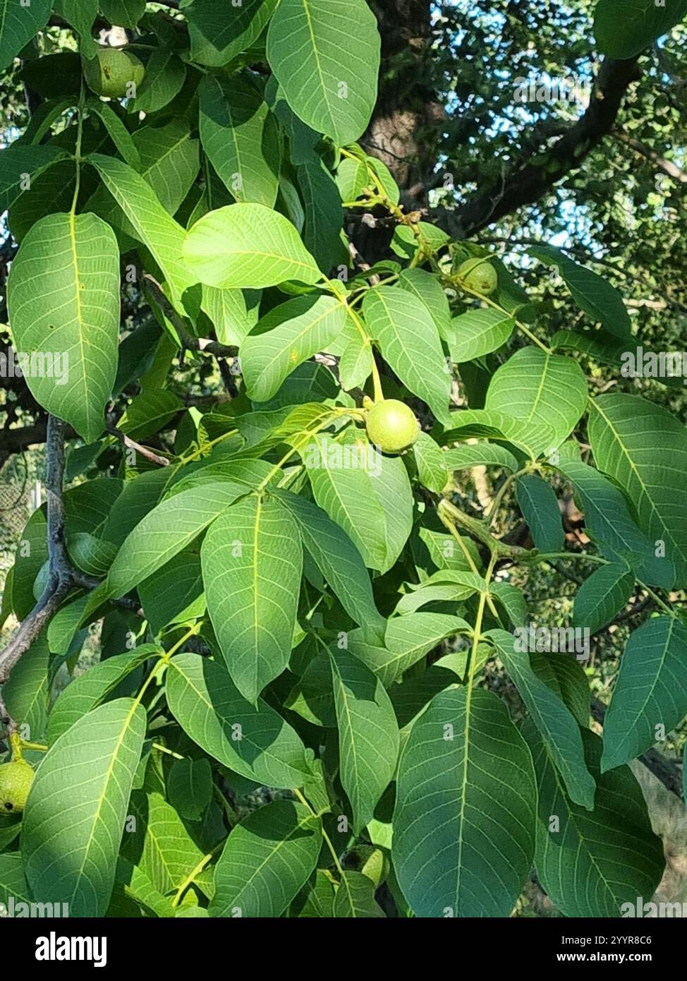 Persian walnut (Juglans regia Stock Photo - Alamy
