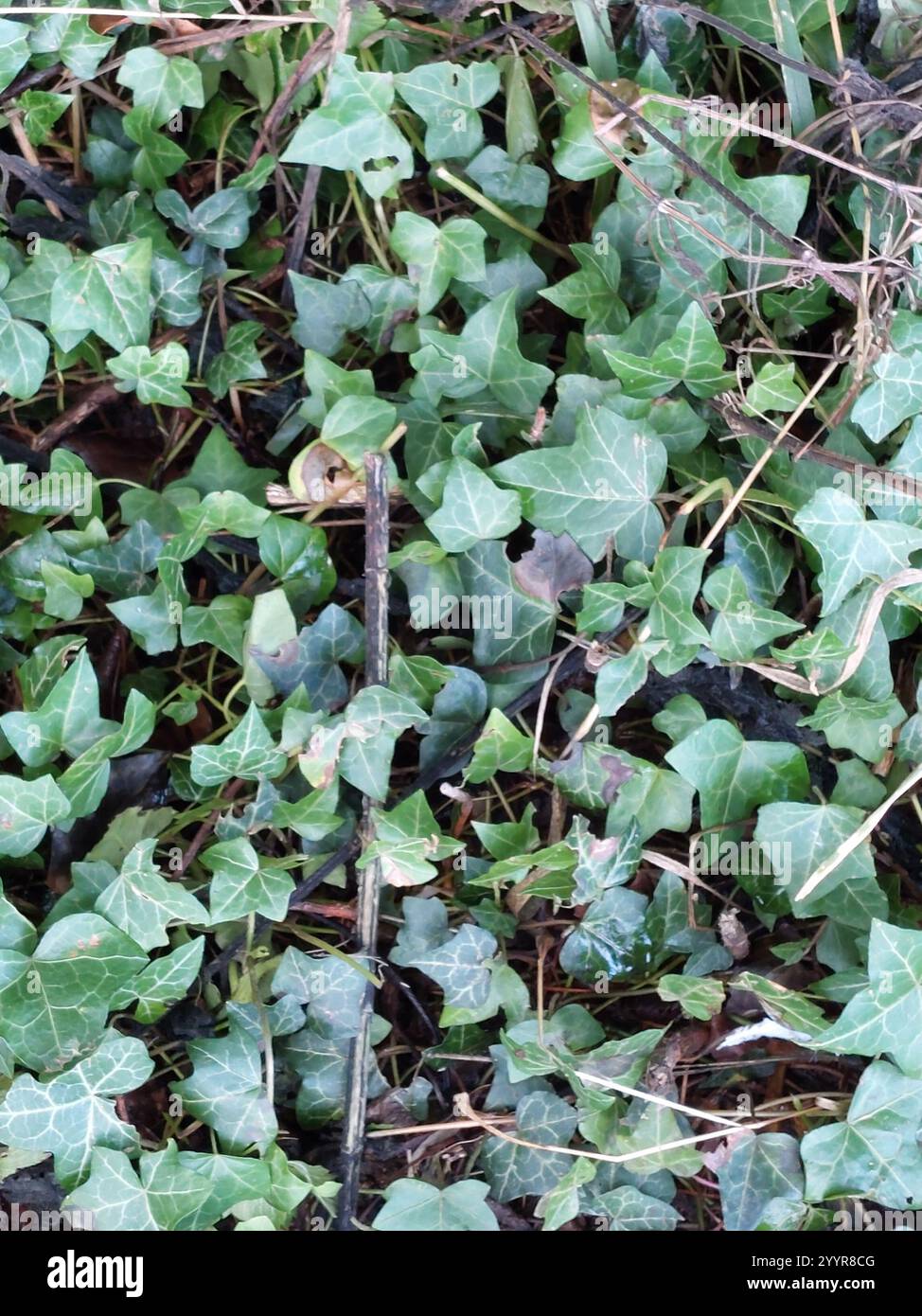 common ivy (Hedera helix Stock Photo - Alamy