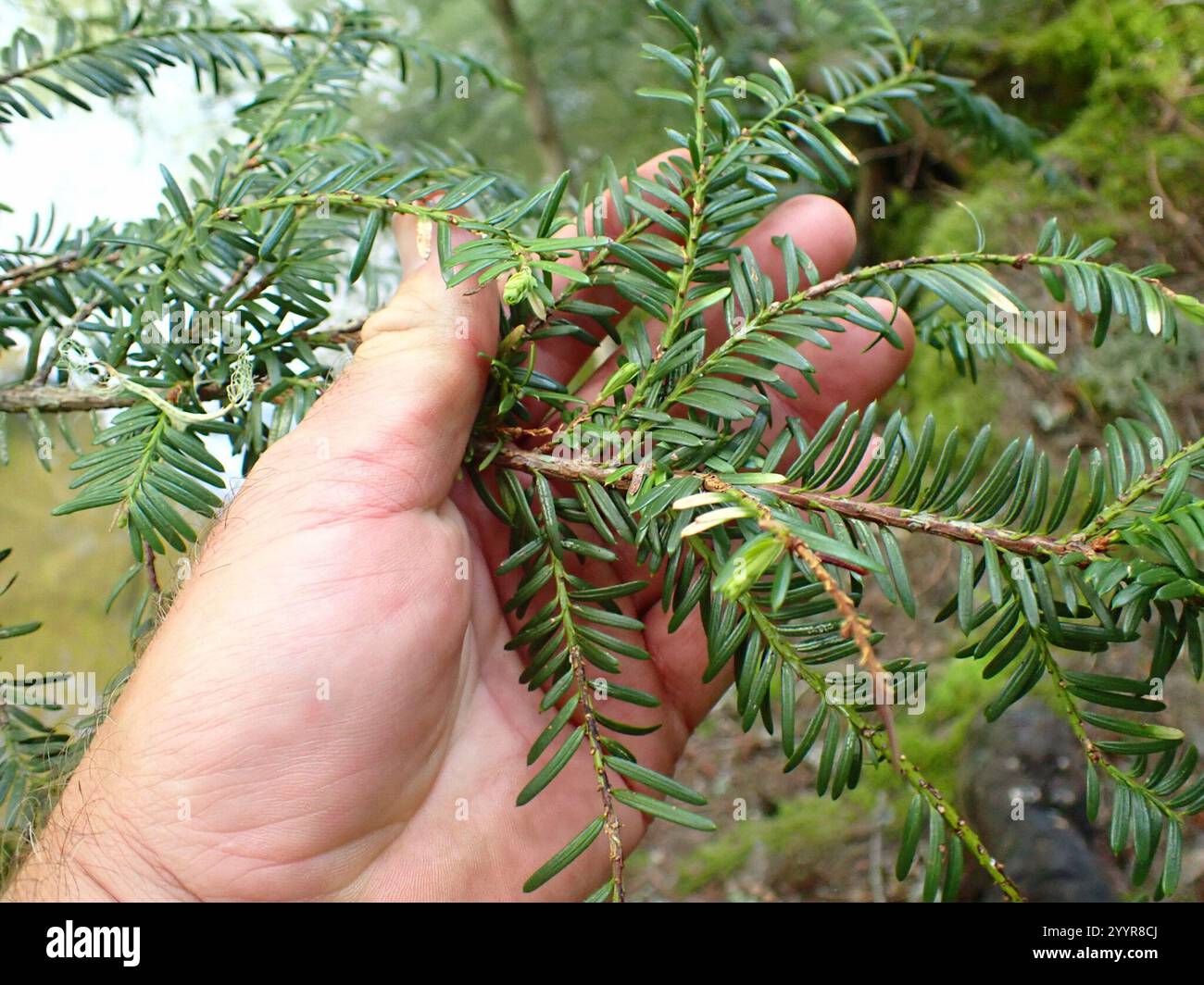 Pacific yew (Taxus brevifolia Stock Photo - Alamy
