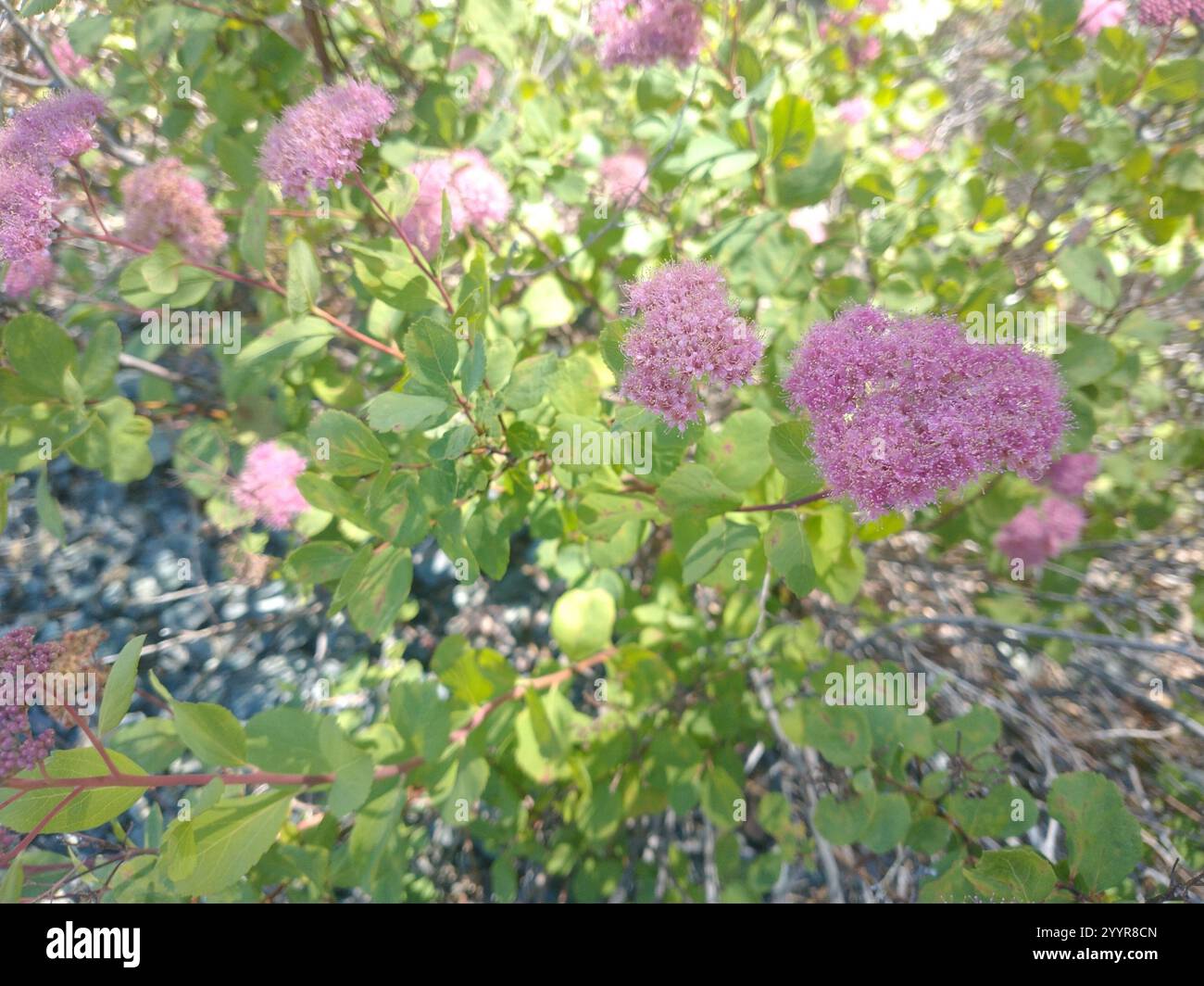 Mountain Spirea (Spiraea splendens Stock Photo - Alamy