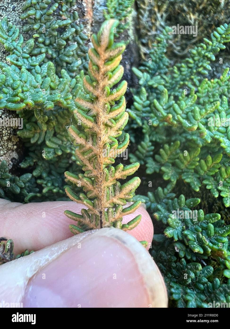 lace lip fern (Myriopteris gracillima Stock Photo - Alamy