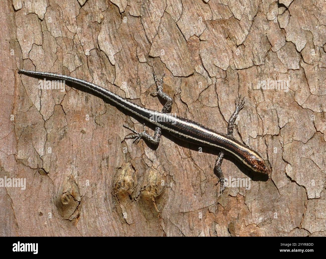 Elegant Snake-eyed Skink (Cryptoblepharus pulcher Stock Photo - Alamy