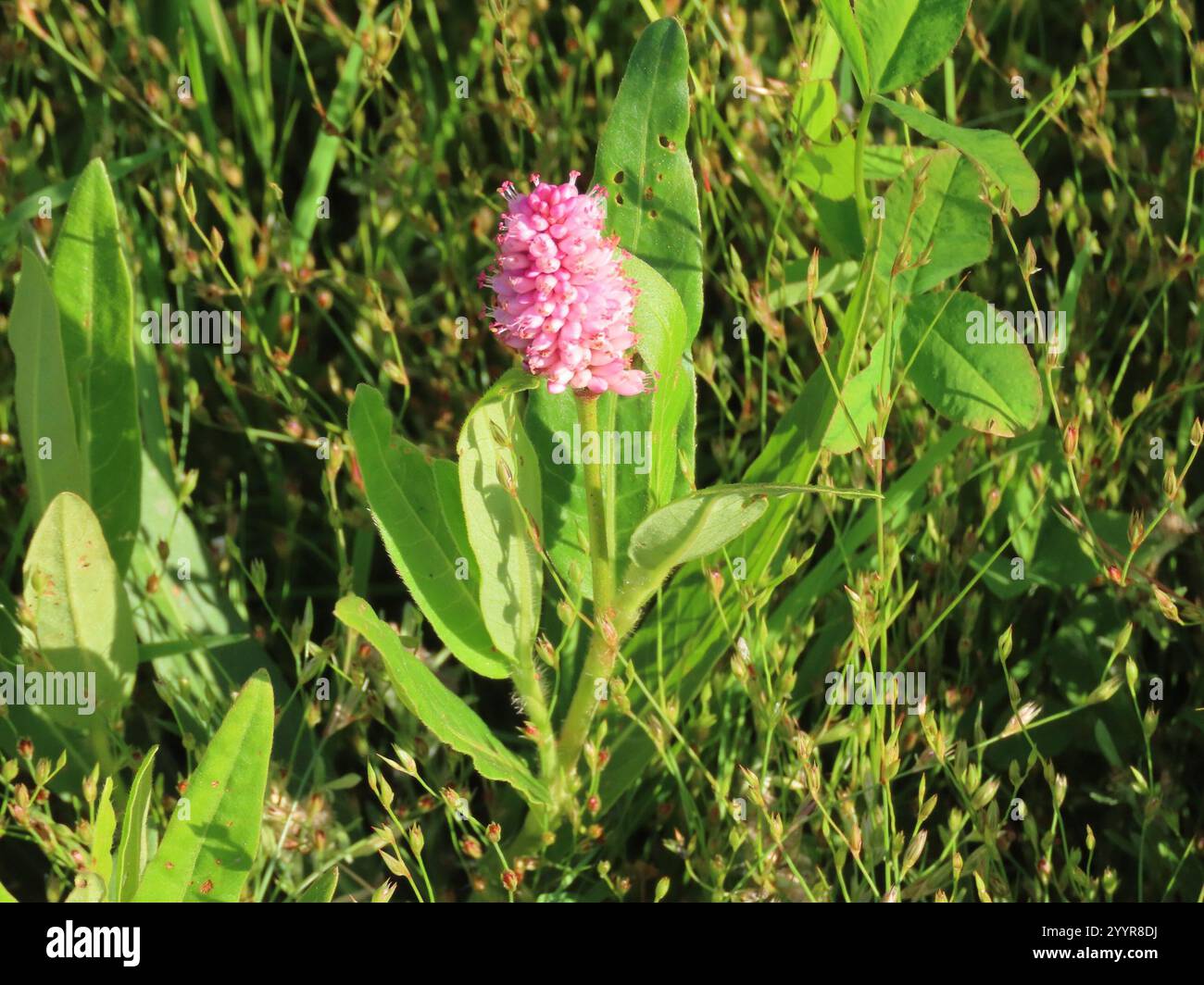water smartweed (Persicaria amphibia Stock Photo - Alamy