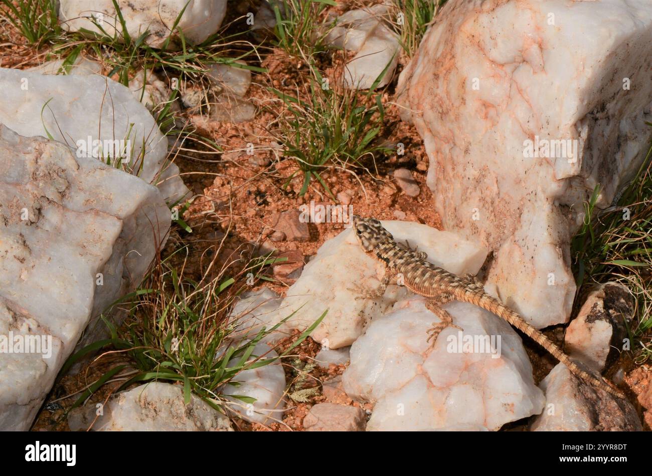 Karoo Girdled Lizard (Karusasaurus polyzonus Stock Photo - Alamy