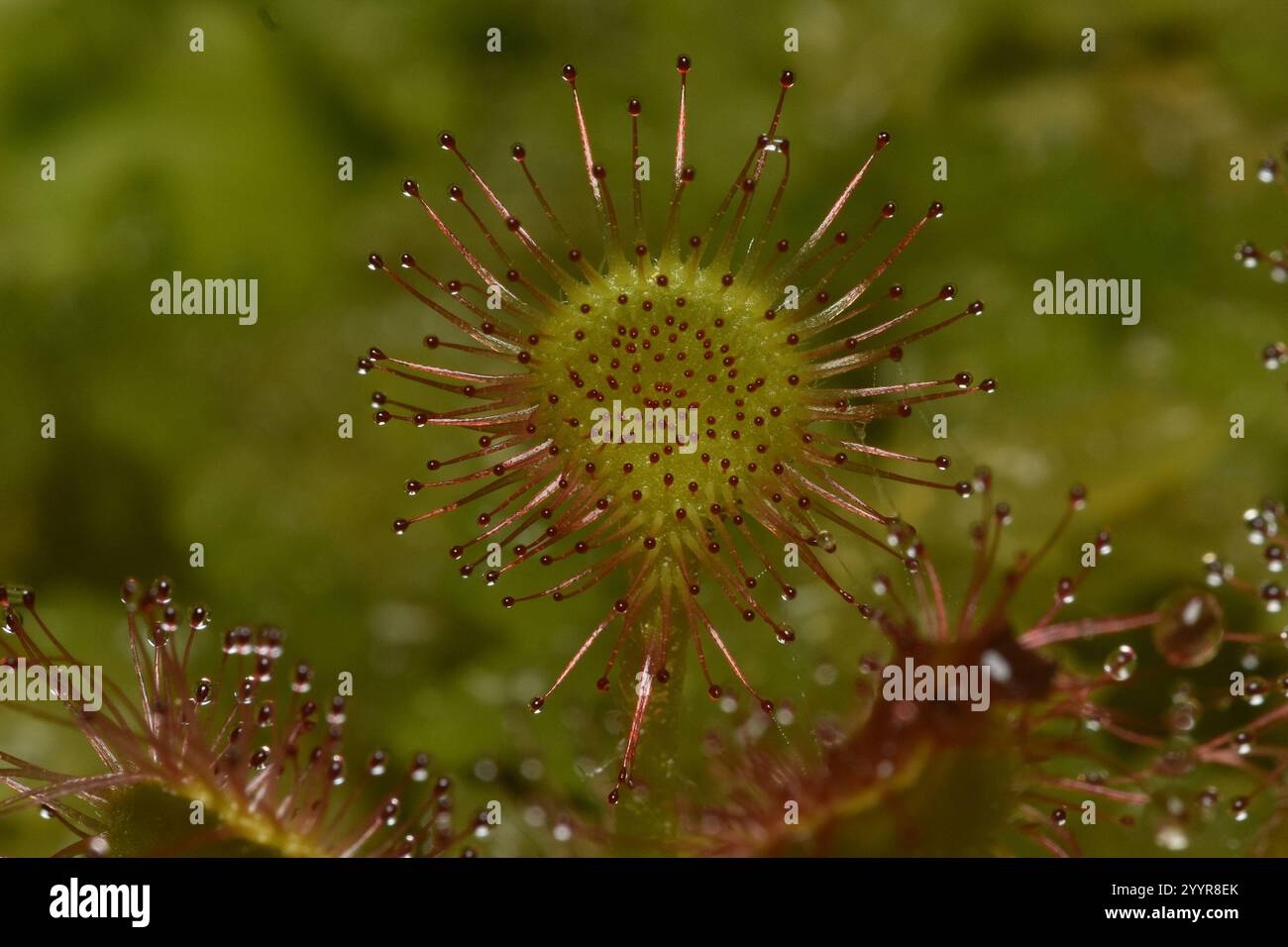 round-leaved sundew (Drosera rotundifolia Stock Photo - Alamy
