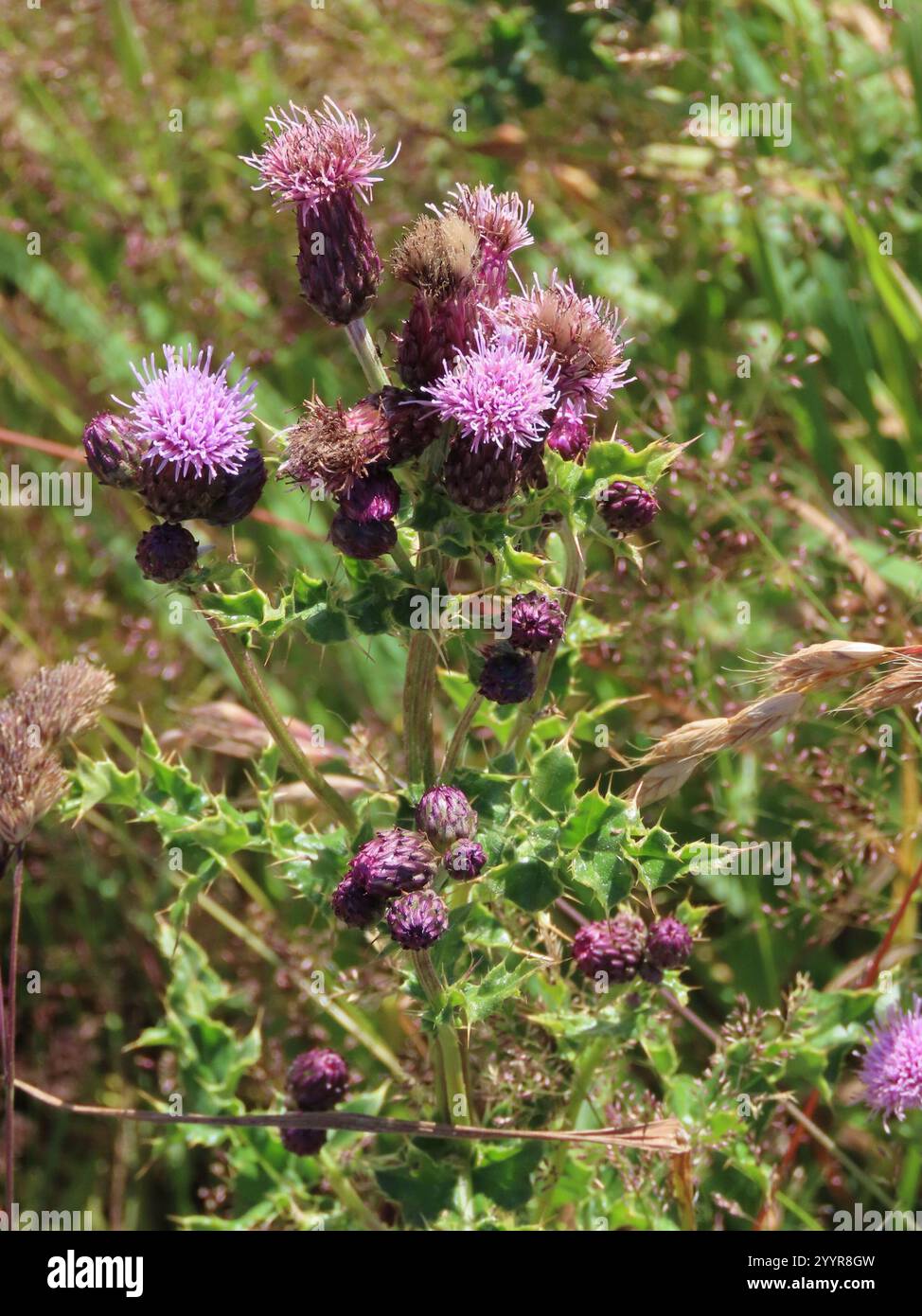 creeping thistle (Cirsium arvense Stock Photo - Alamy