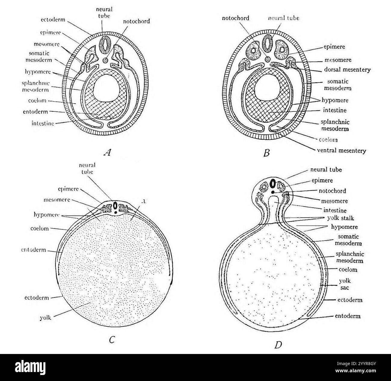 Differentiation of the mesoderm in holoblastic and meroblastic types of ...