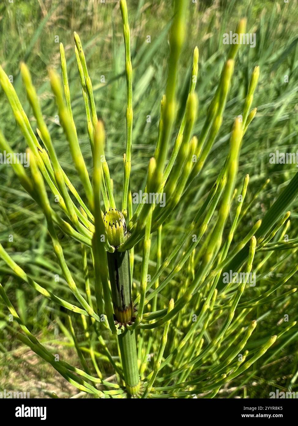water horsetail (Equisetum fluviatile Stock Photo - Alamy