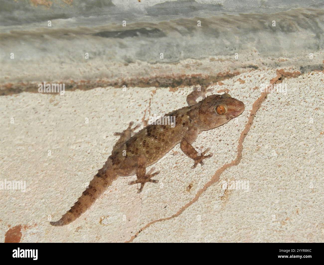 Fischer's Thick-toed Gecko (Chondrodactylus laevigatus Stock Photo - Alamy