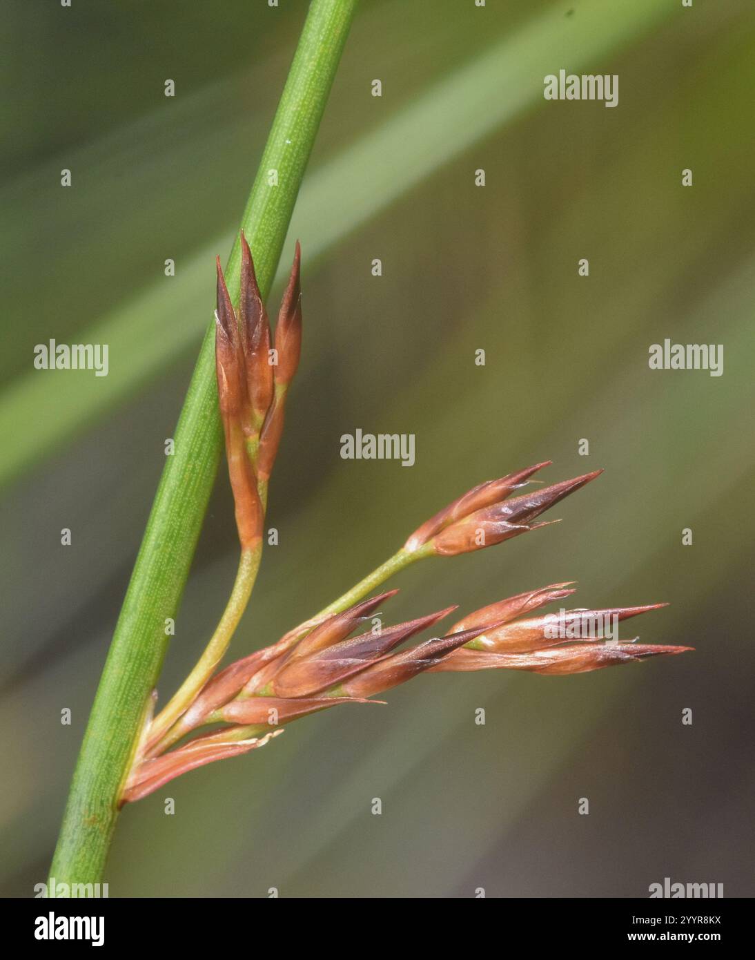 Baltic Rush (Juncus balticus Stock Photo - Alamy