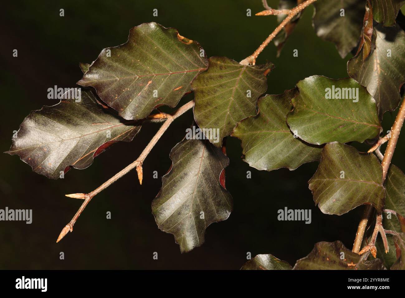 European beech (Fagus sylvatica Stock Photo - Alamy