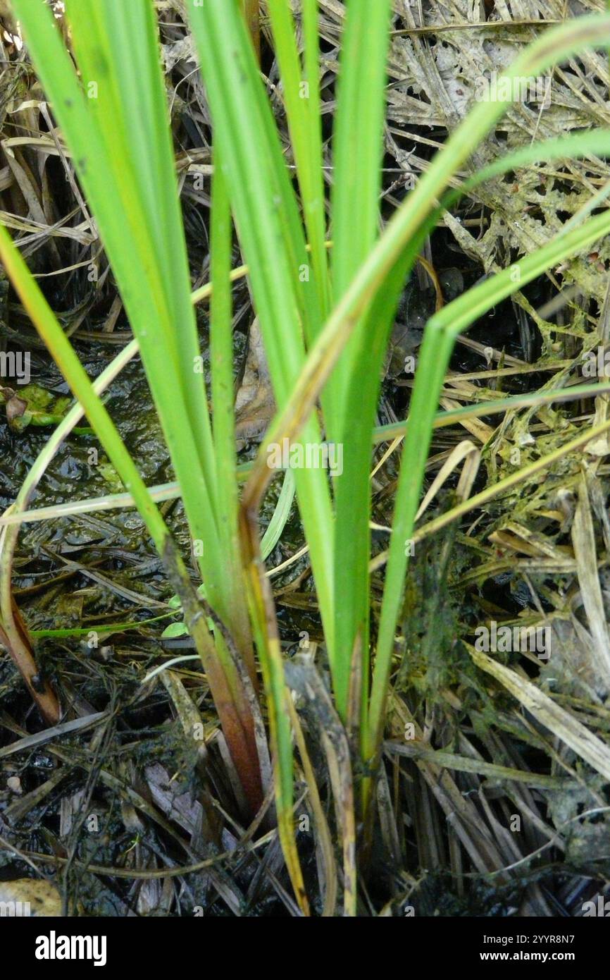lesser pond sedge (Carex acutiformis Stock Photo - Alamy