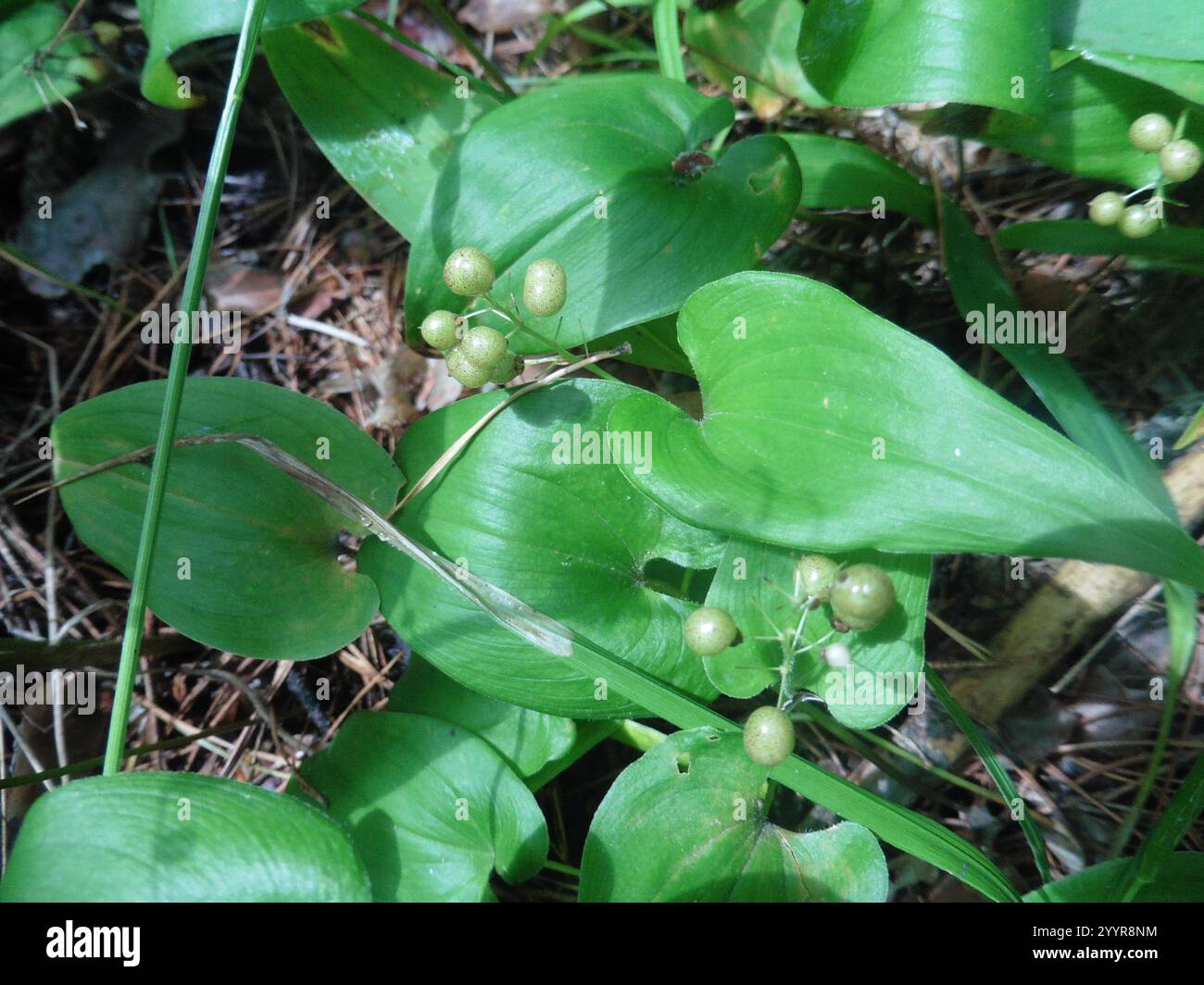 May Lily (Maianthemum bifolium Stock Photo - Alamy