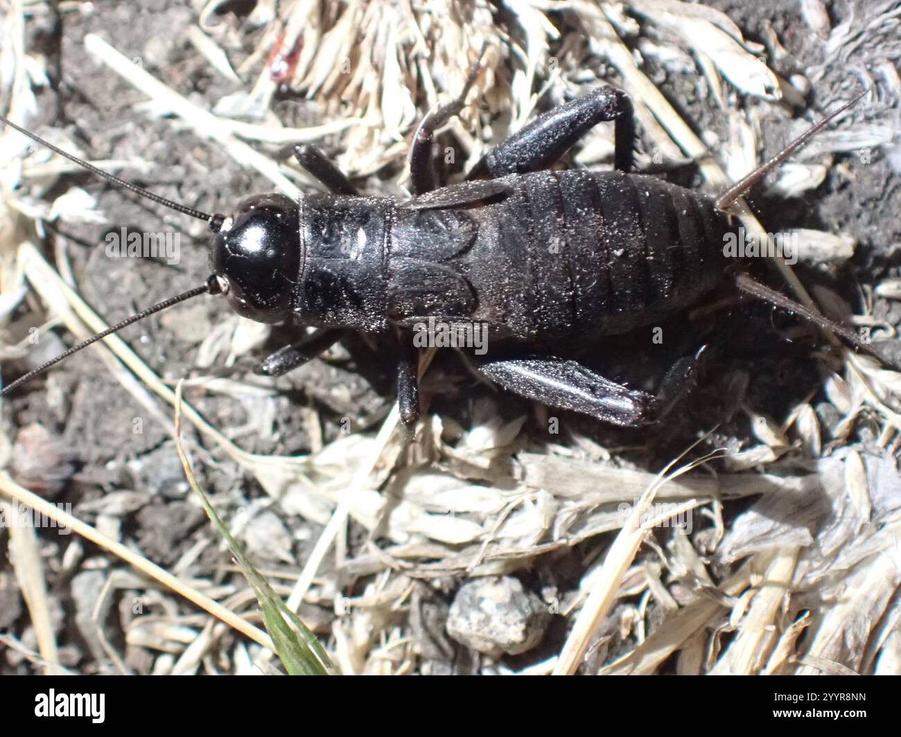Fall Field Cricket (Gryllus pennsylvanicus Stock Photo - Alamy