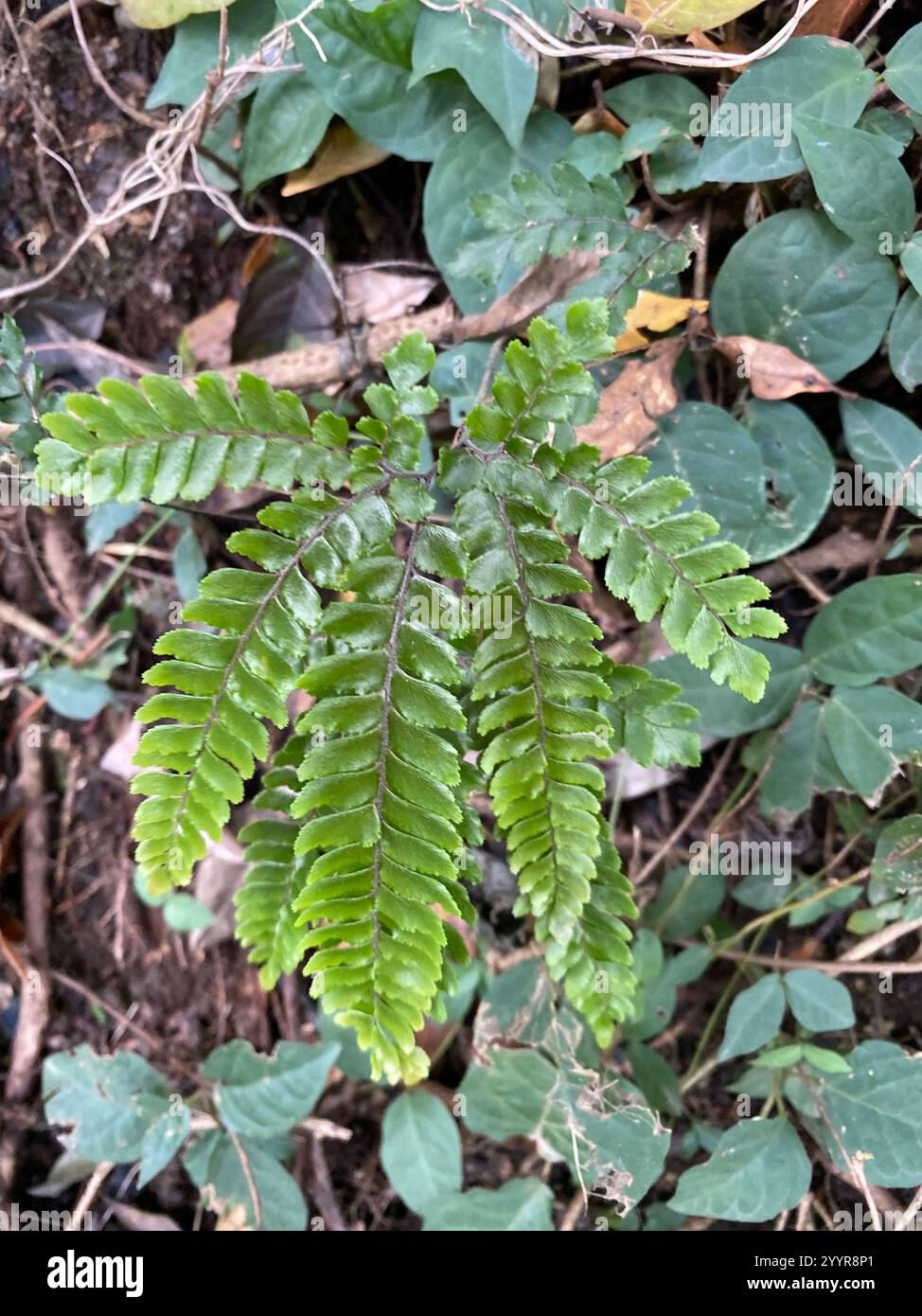 Rough Maidenhair Fern (Adiantum hispidulum Stock Photo - Alamy