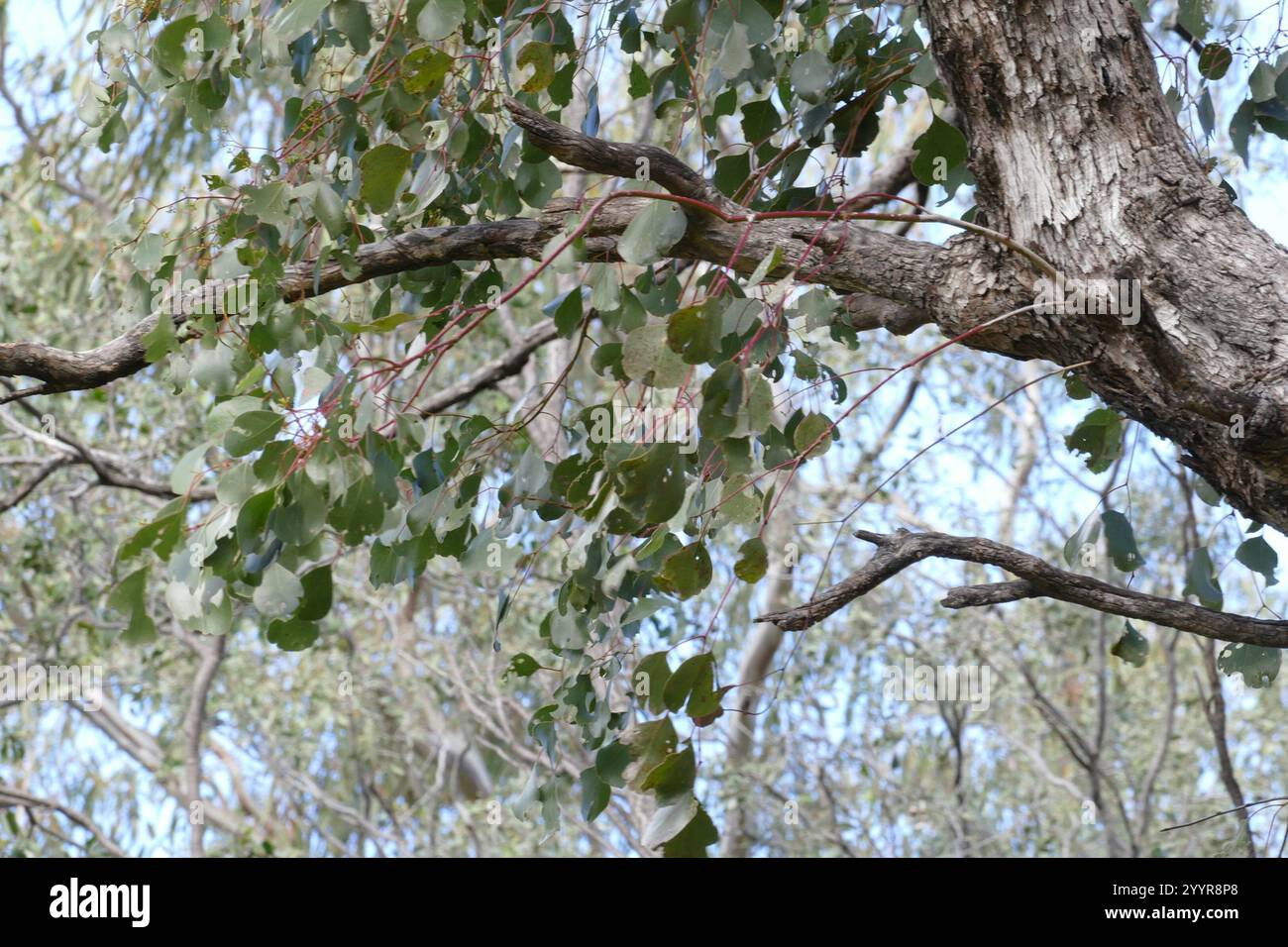 Poplar Box (Eucalyptus populnea Stock Photo - Alamy