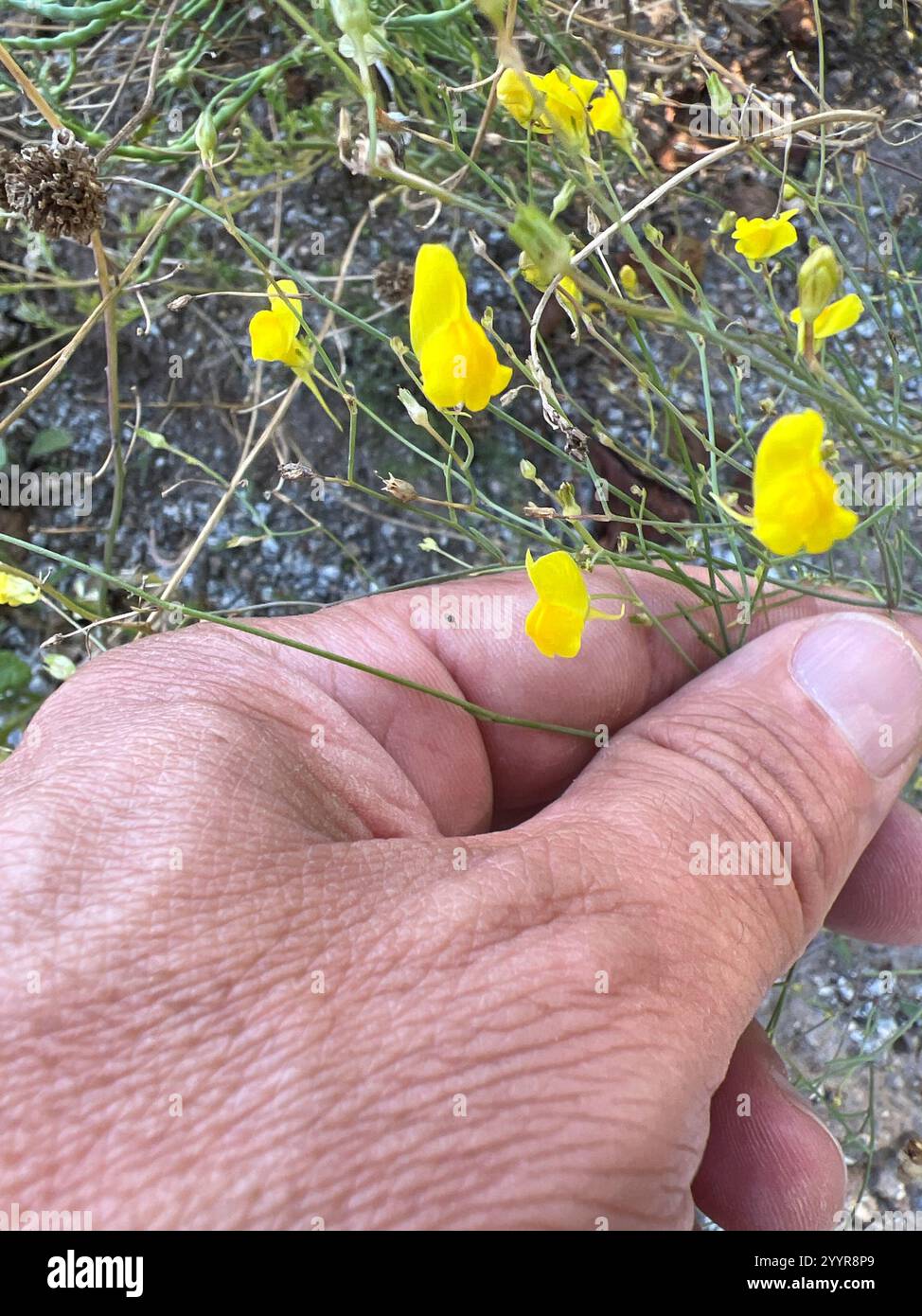 Ballast Toadflax (Linaria spartea Stock Photo - Alamy