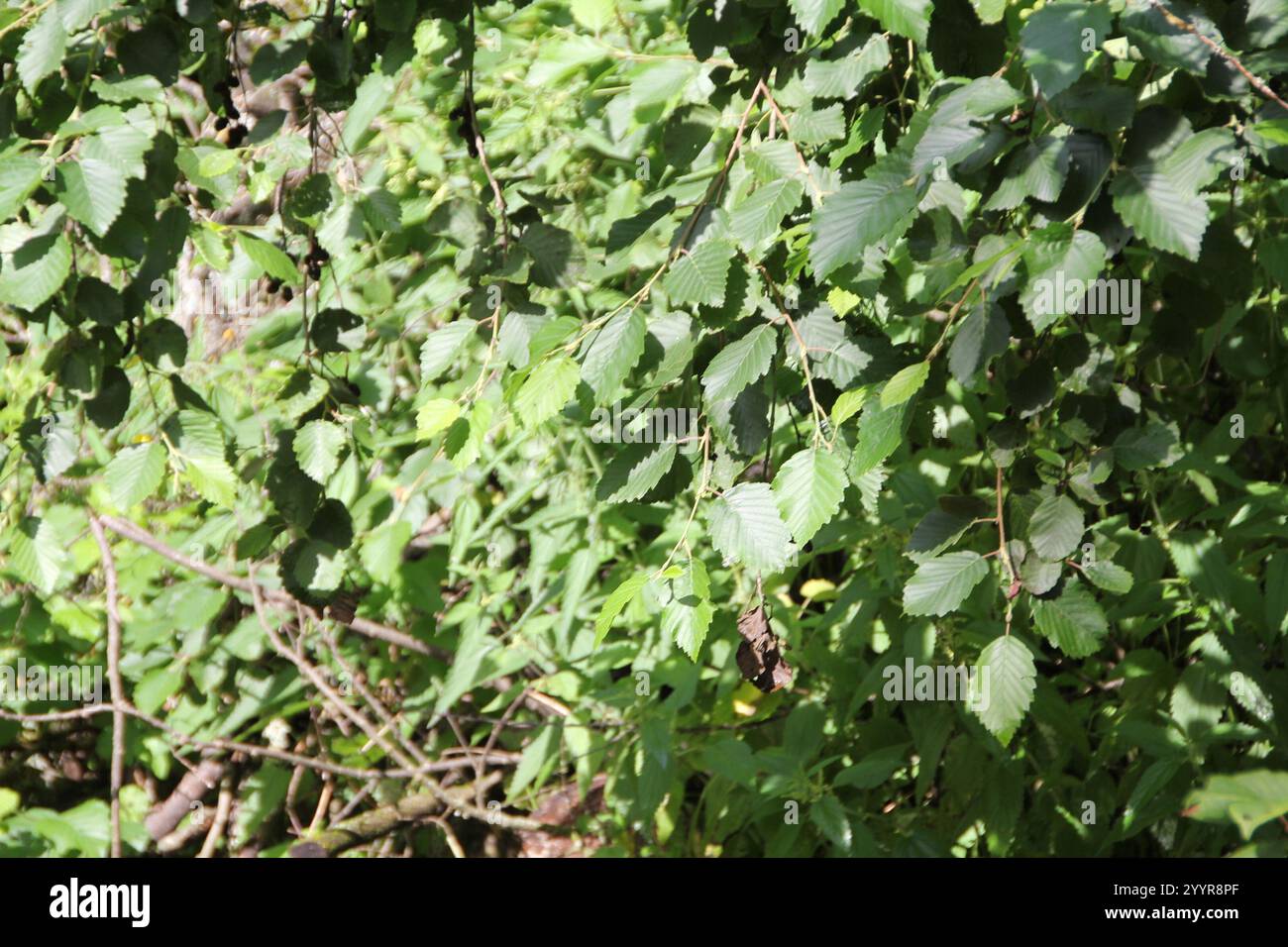 grey alder (Alnus incana Stock Photo - Alamy