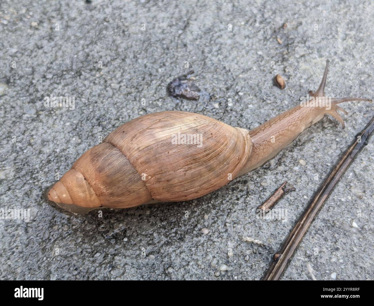 Rosy Wolfsnail (Euglandina rosea Stock Photo - Alamy
