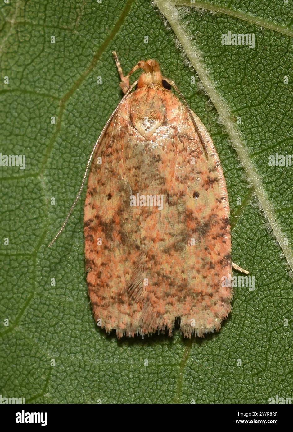 Four-dotted Agonopterix Moth (Agonopterix robiniella Stock Photo - Alamy