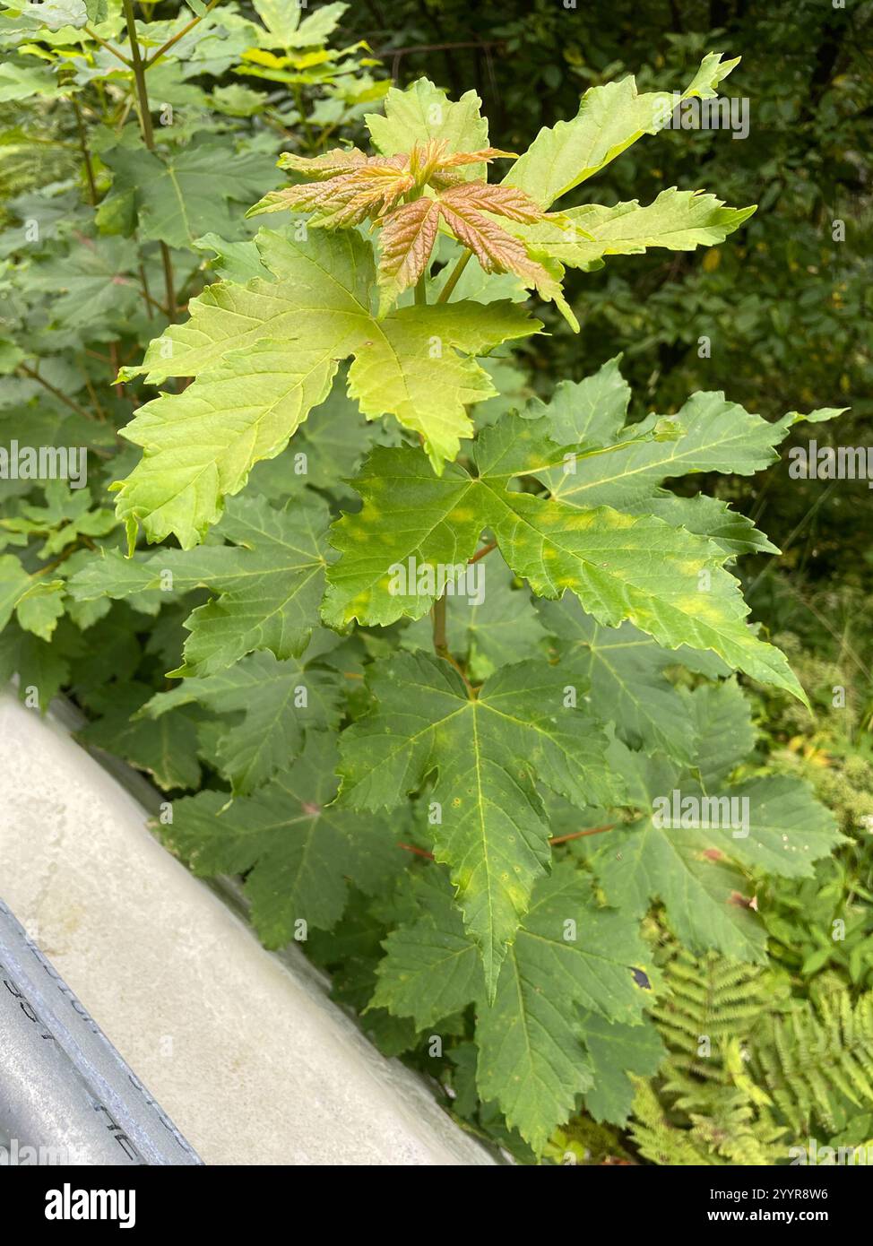 sycamore maple (Acer pseudoplatanus Stock Photo - Alamy