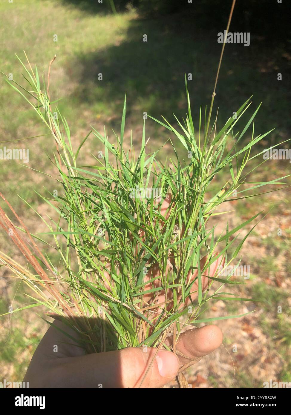 Needleleaf Rosette Grass (Dichanthelium aciculare Stock Photo - Alamy