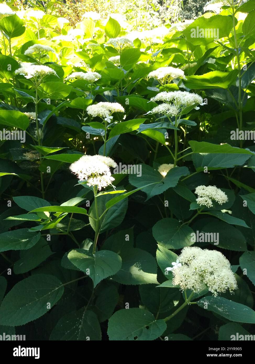 wild hydrangea (Hydrangea arborescens Stock Photo - Alamy