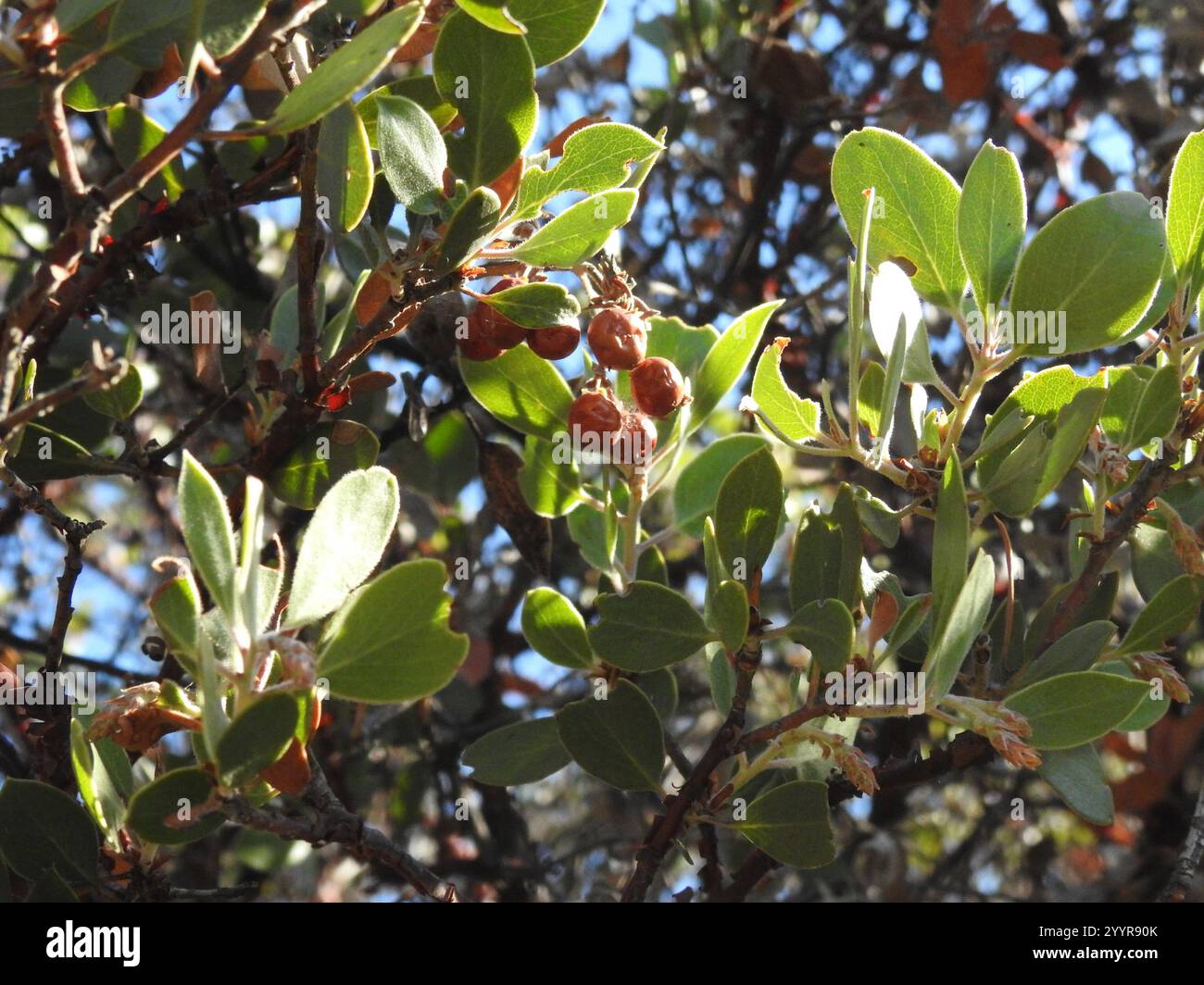 Common Manzanita (Arctostaphylos manzanita Stock Photo - Alamy