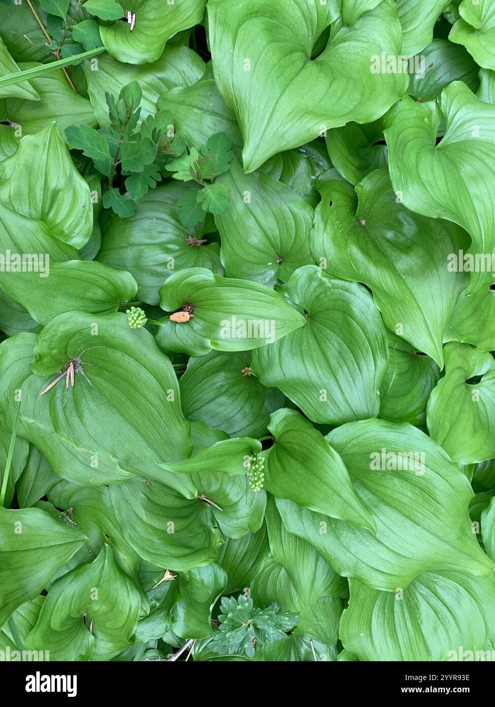 Western Lily of the Valley (Maianthemum dilatatum Stock Photo - Alamy