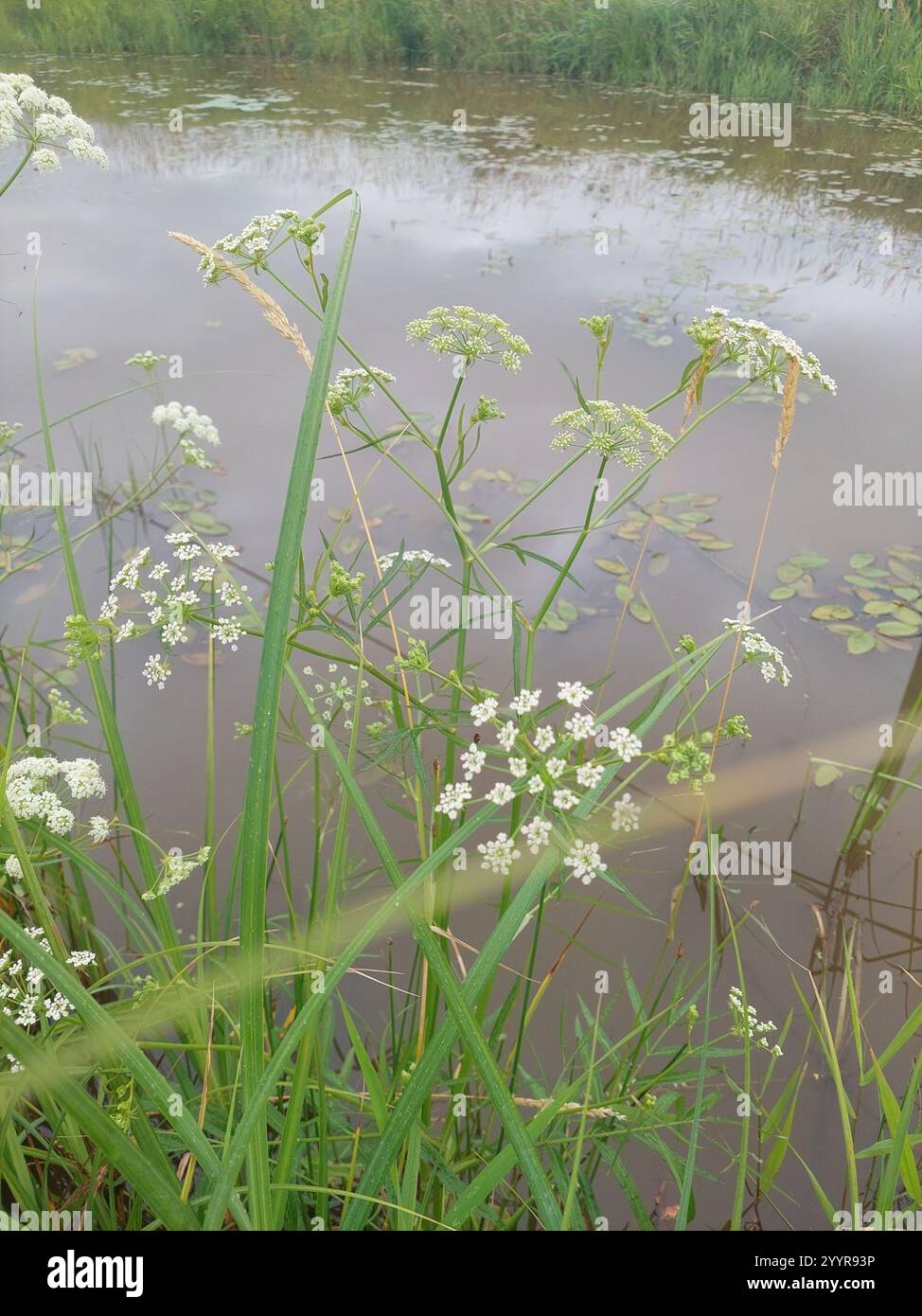 bulblet-bearing water hemlock (Cicuta bulbifera Stock Photo - Alamy