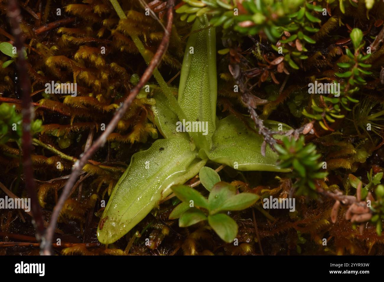 Common Butterwort (Pinguicula vulgaris Stock Photo - Alamy