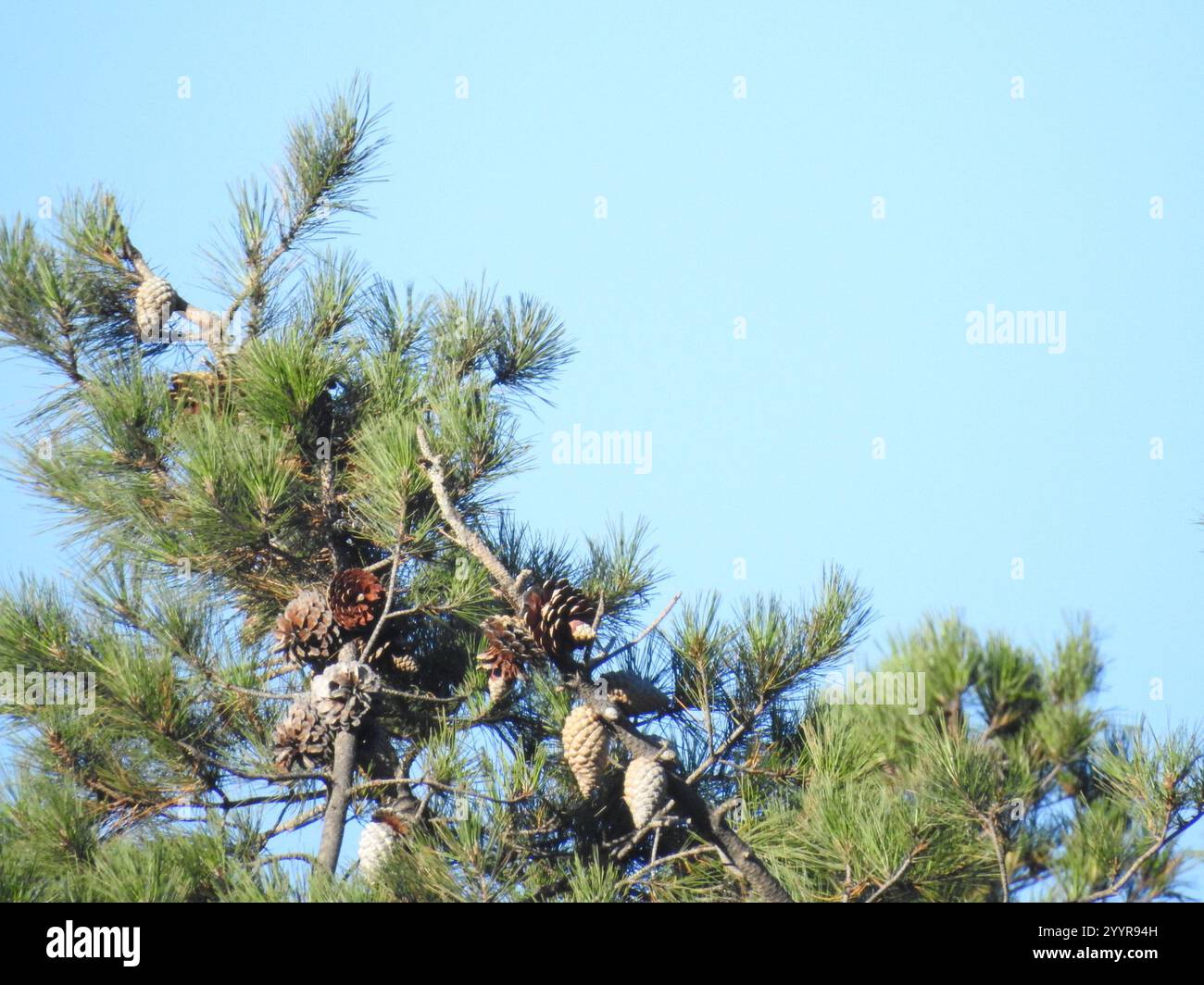 Monterey pine (Pinus radiata Stock Photo - Alamy