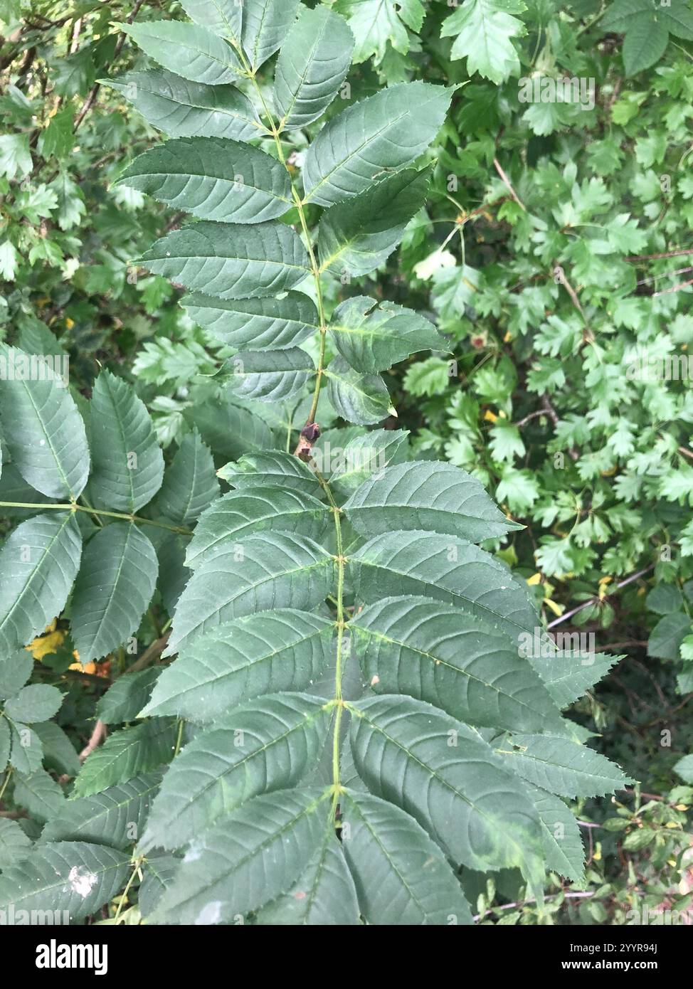 European ash (Fraxinus excelsior Stock Photo - Alamy