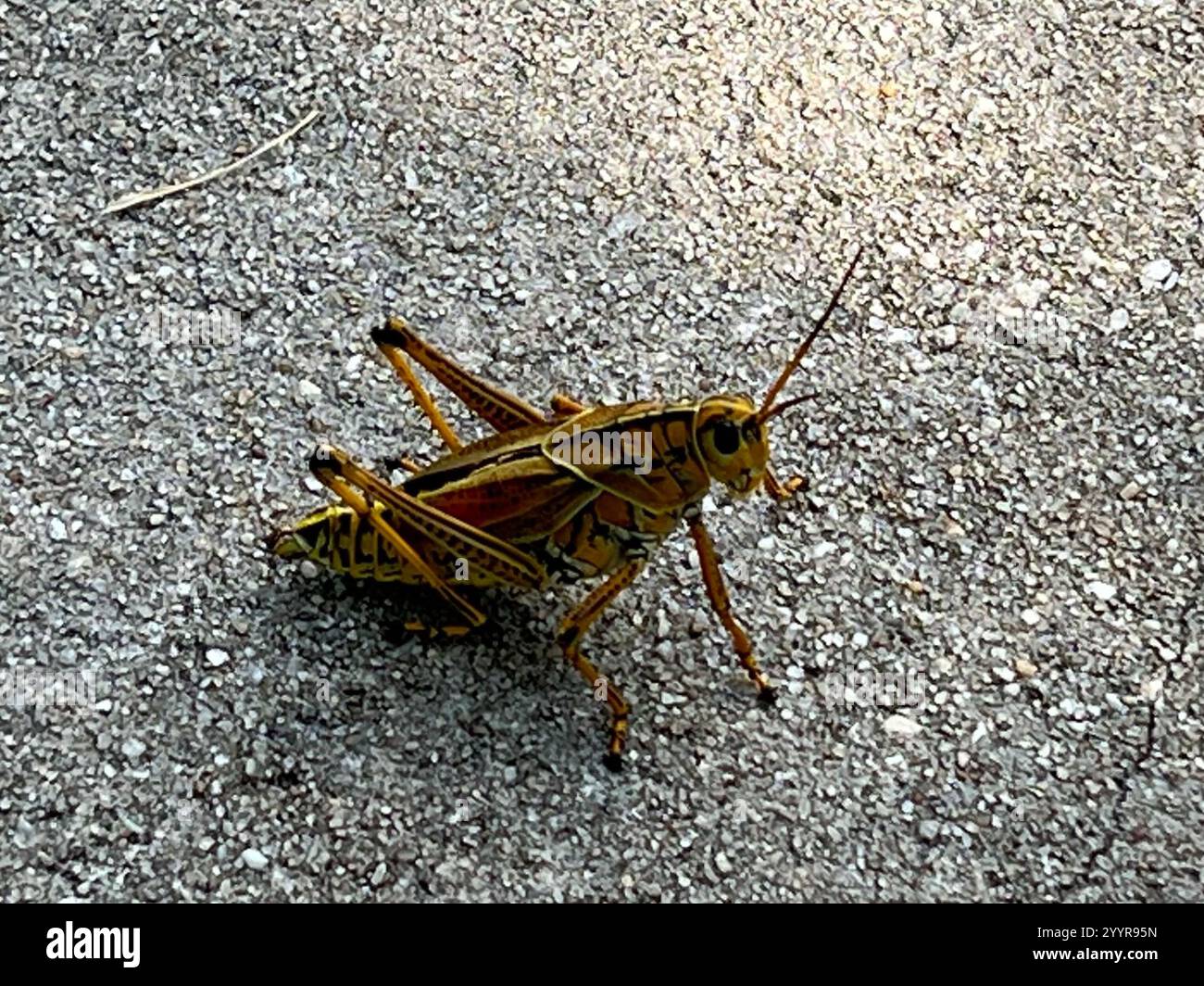 Eastern Lubber Grasshopper (Romalea microptera Stock Photo - Alamy