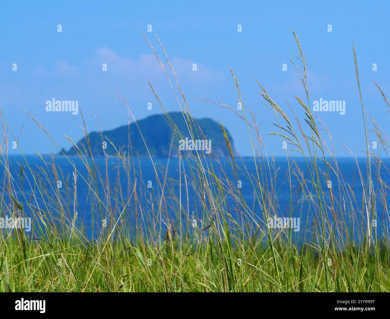 Vasey Grass (Paspalum urvillei Stock Photo - Alamy