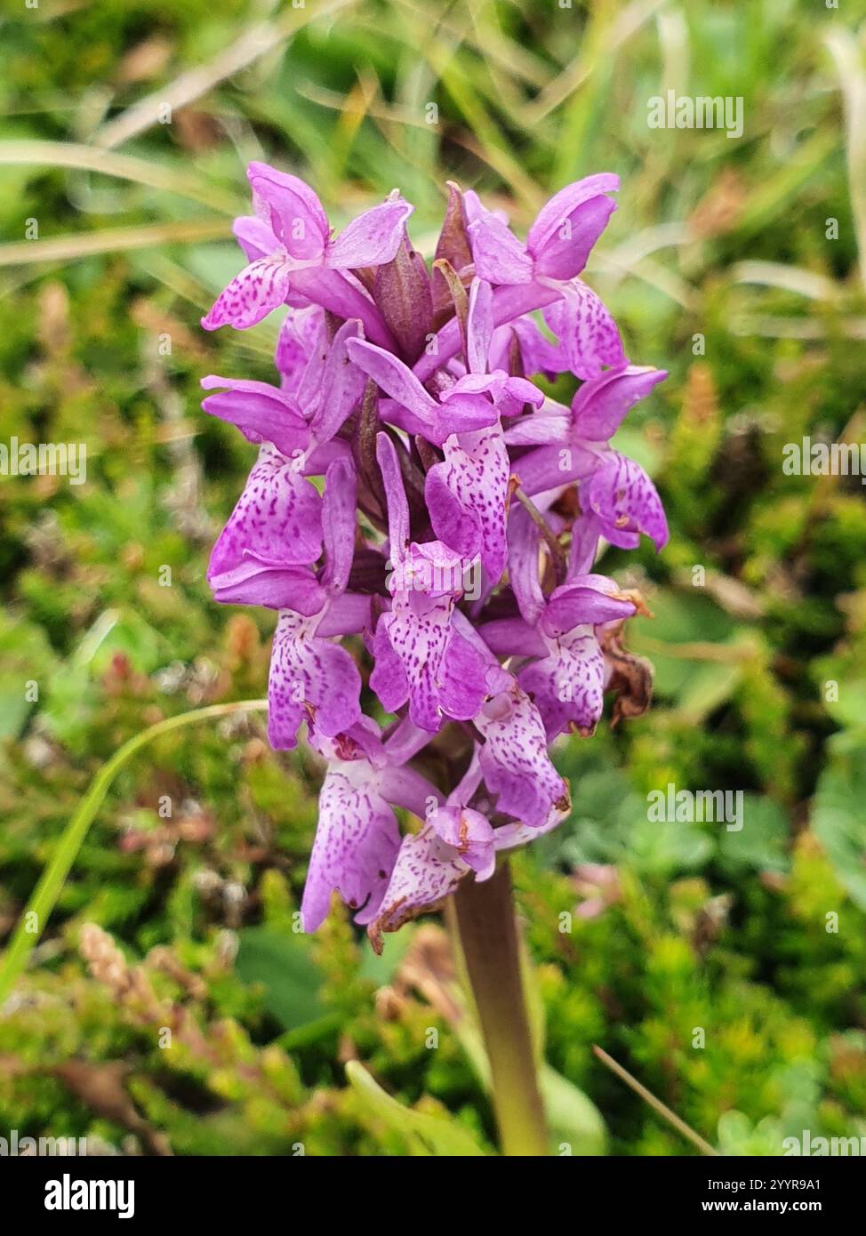 Irish Marsh-orchid (Dactylorhiza kerryensis Stock Photo - Alamy