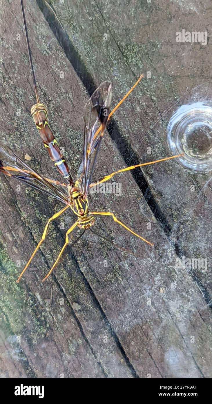 Long-tailed Giant Ichneumonid Wasp (Megarhyssa macrurus macrurus Stock ...