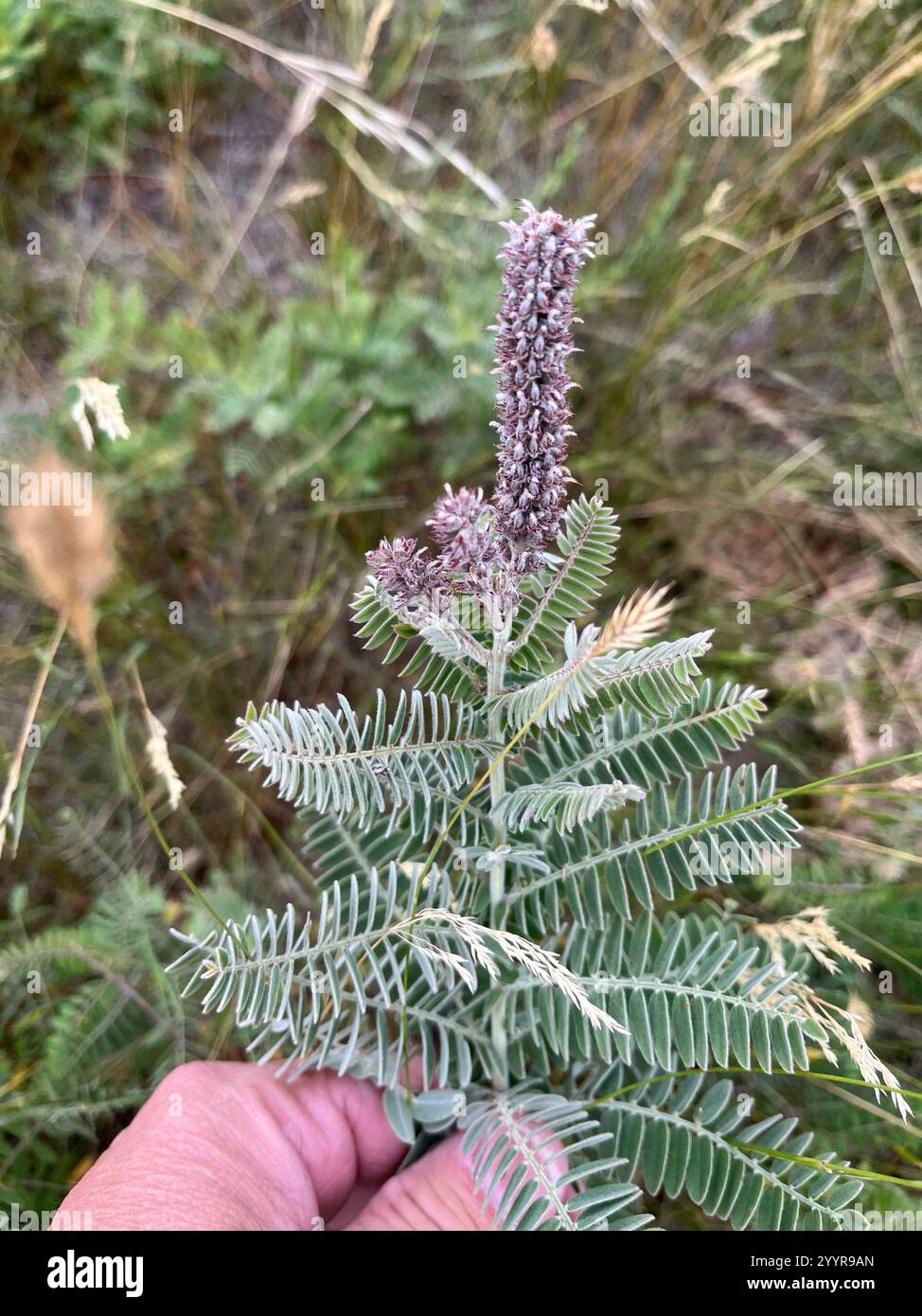 leadplant (Amorpha canescens Stock Photo - Alamy