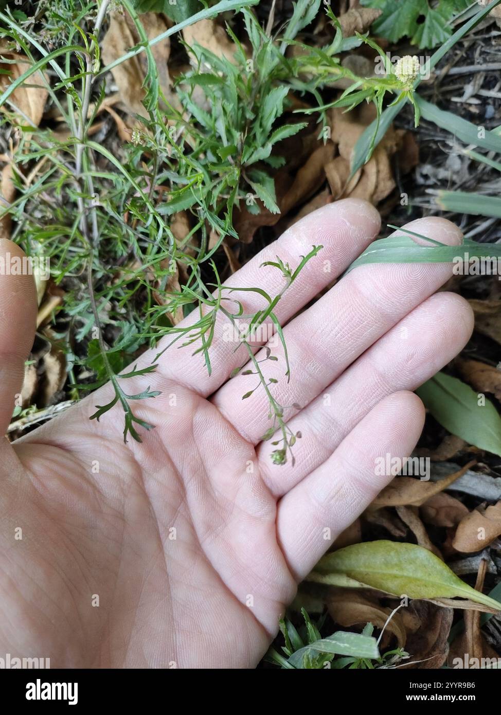 Bushy Peppercress (Lepidium desvauxii Stock Photo - Alamy